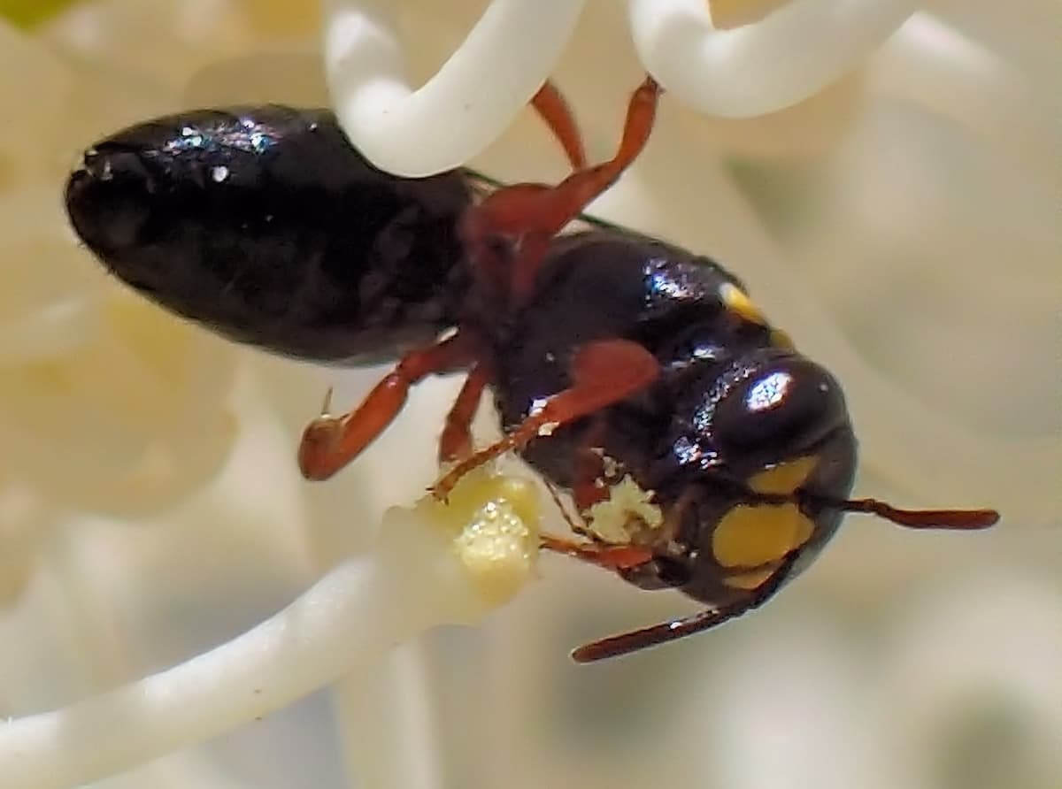 Bees Antenna – Ausemade