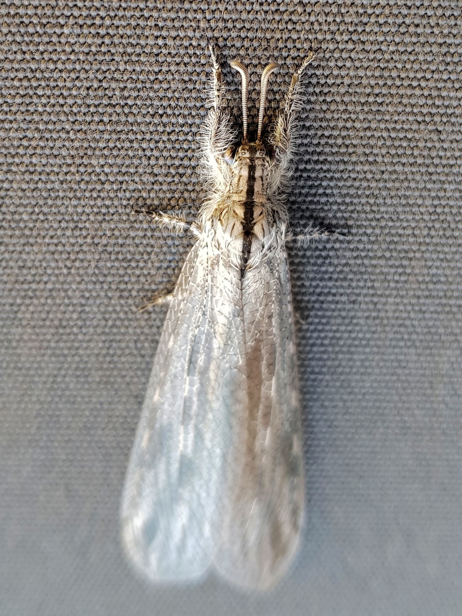 Alice Springs Bug Life – Ausemade