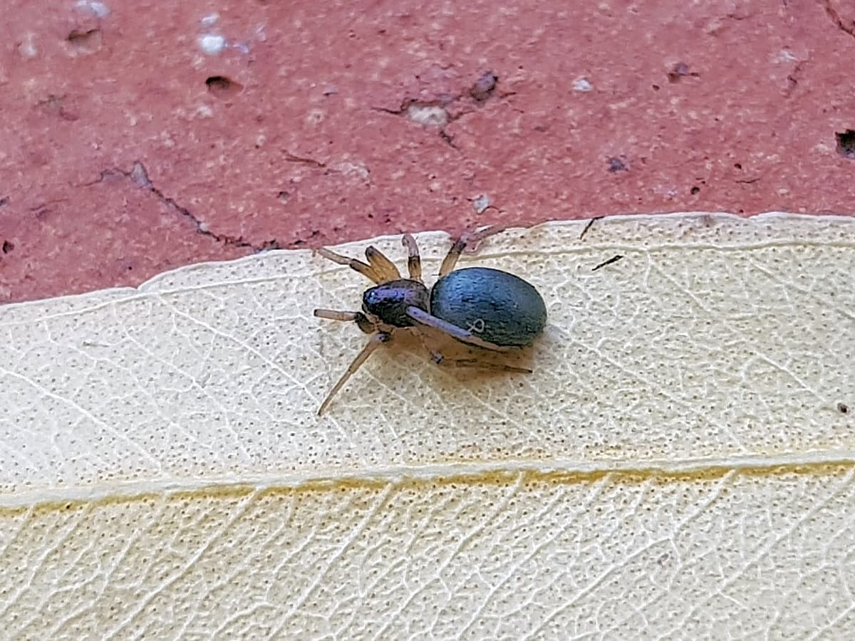 Alice Springs Spiders – Ausemade