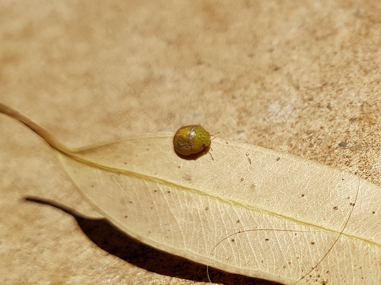 Aphylidae (Pentatomoid Bug) – Ausemade