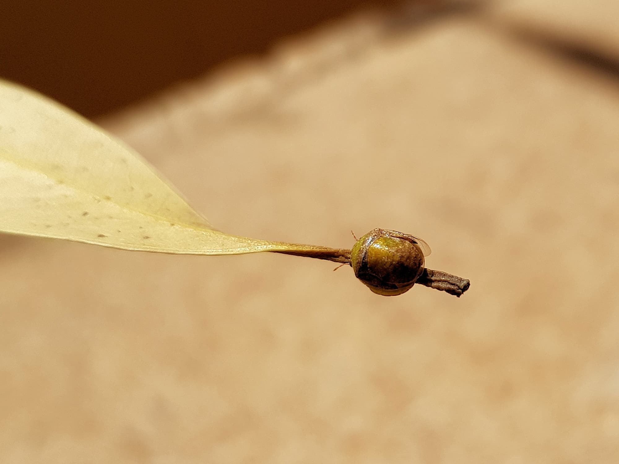 Aphylidae (Pentatomoid Bug) – Ausemade