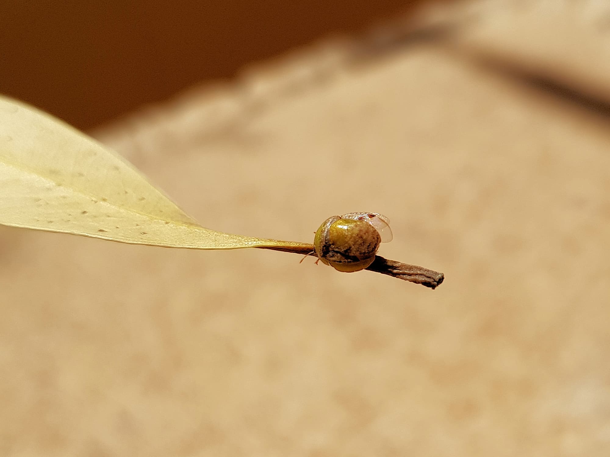 Aphylidae (Pentatomoid Bug) – Ausemade