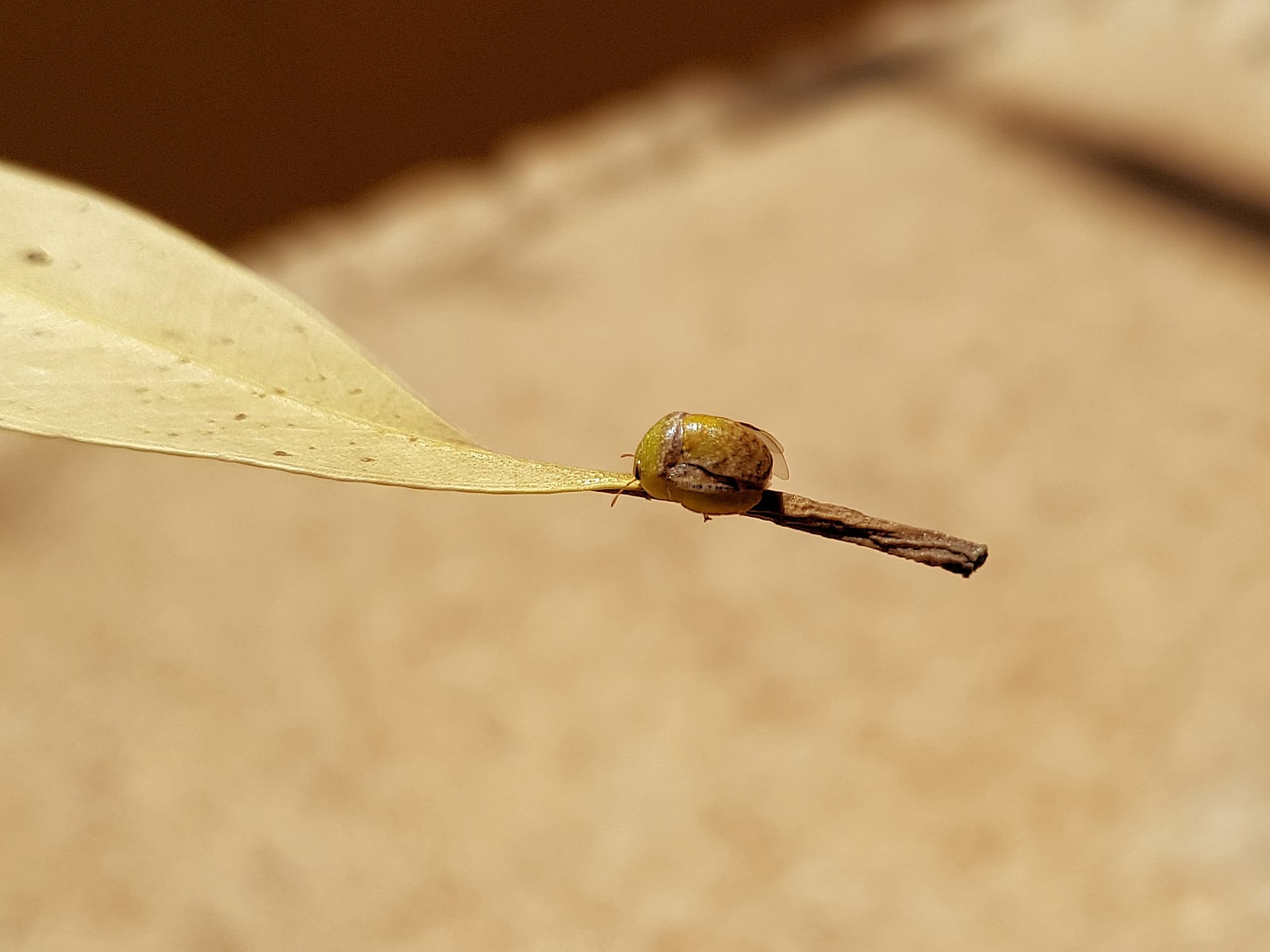 Aphylidae (Pentatomoid Bug) – Ausemade