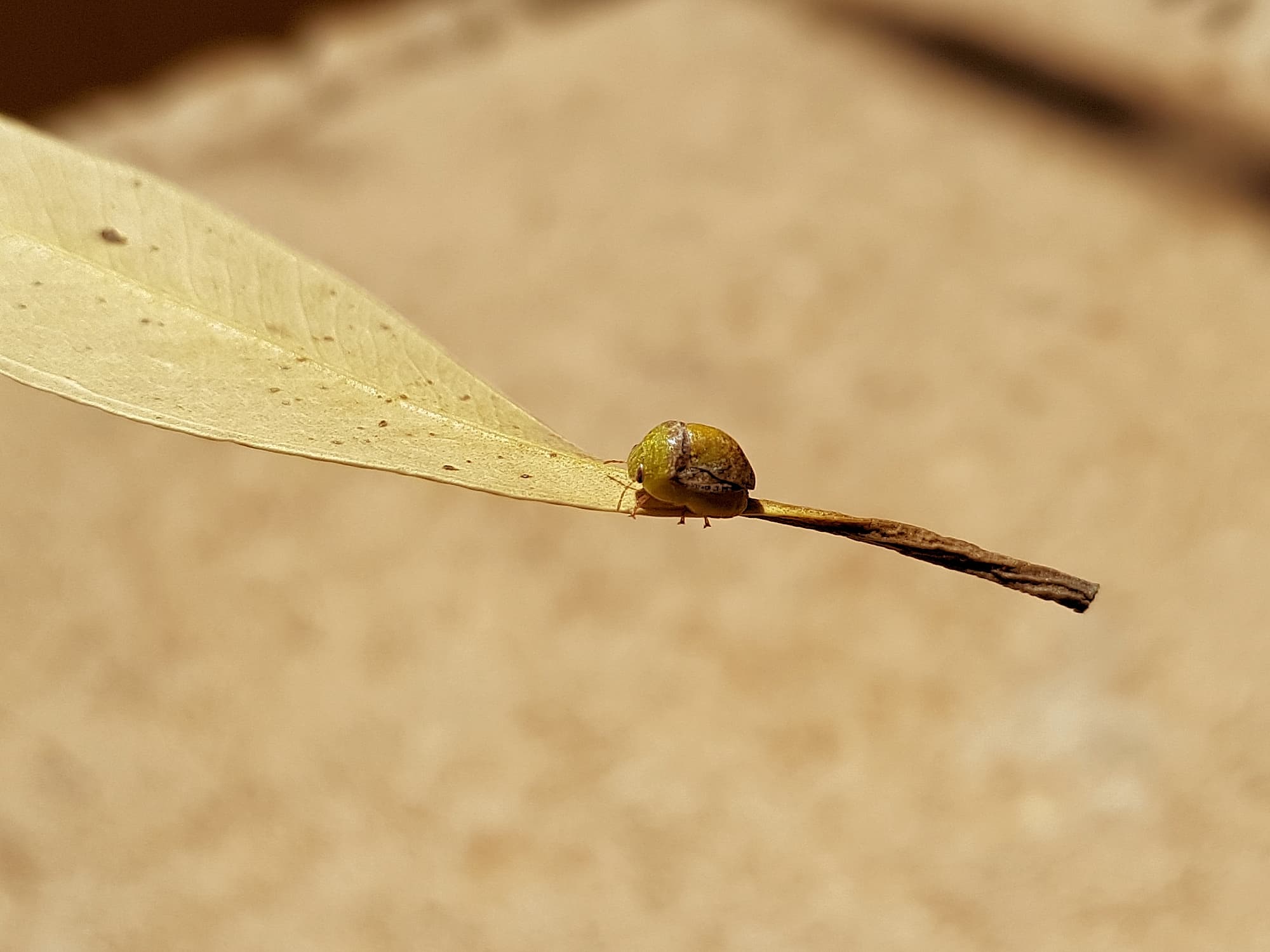 Aphylidae (Pentatomoid Bug) – Ausemade