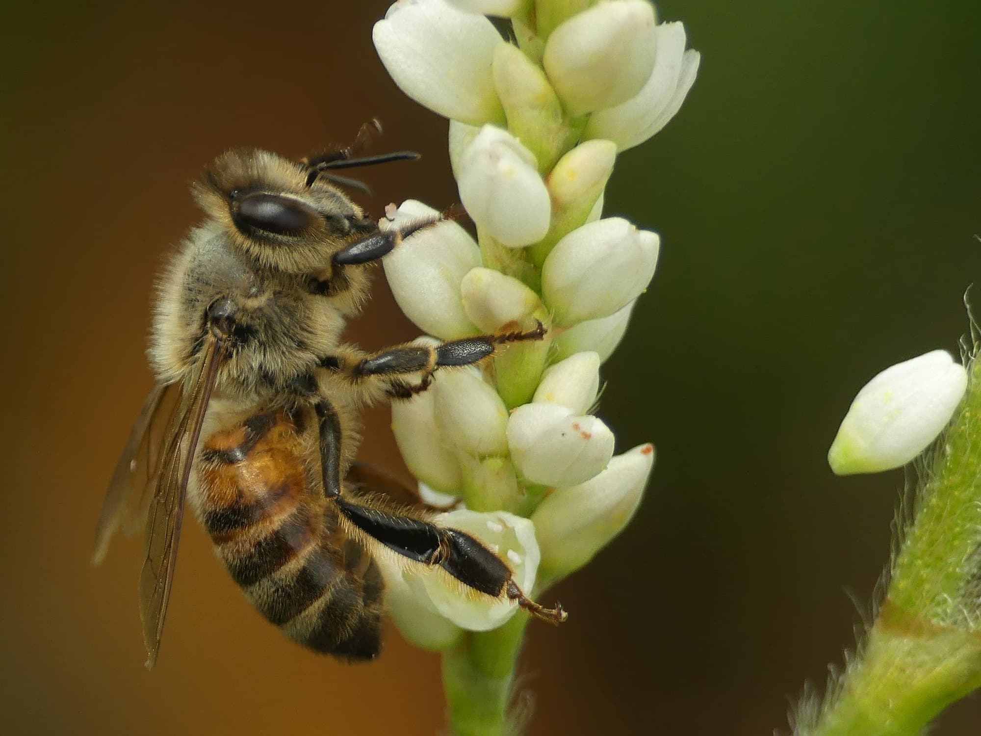 Gold Coast Bees – Ausemade