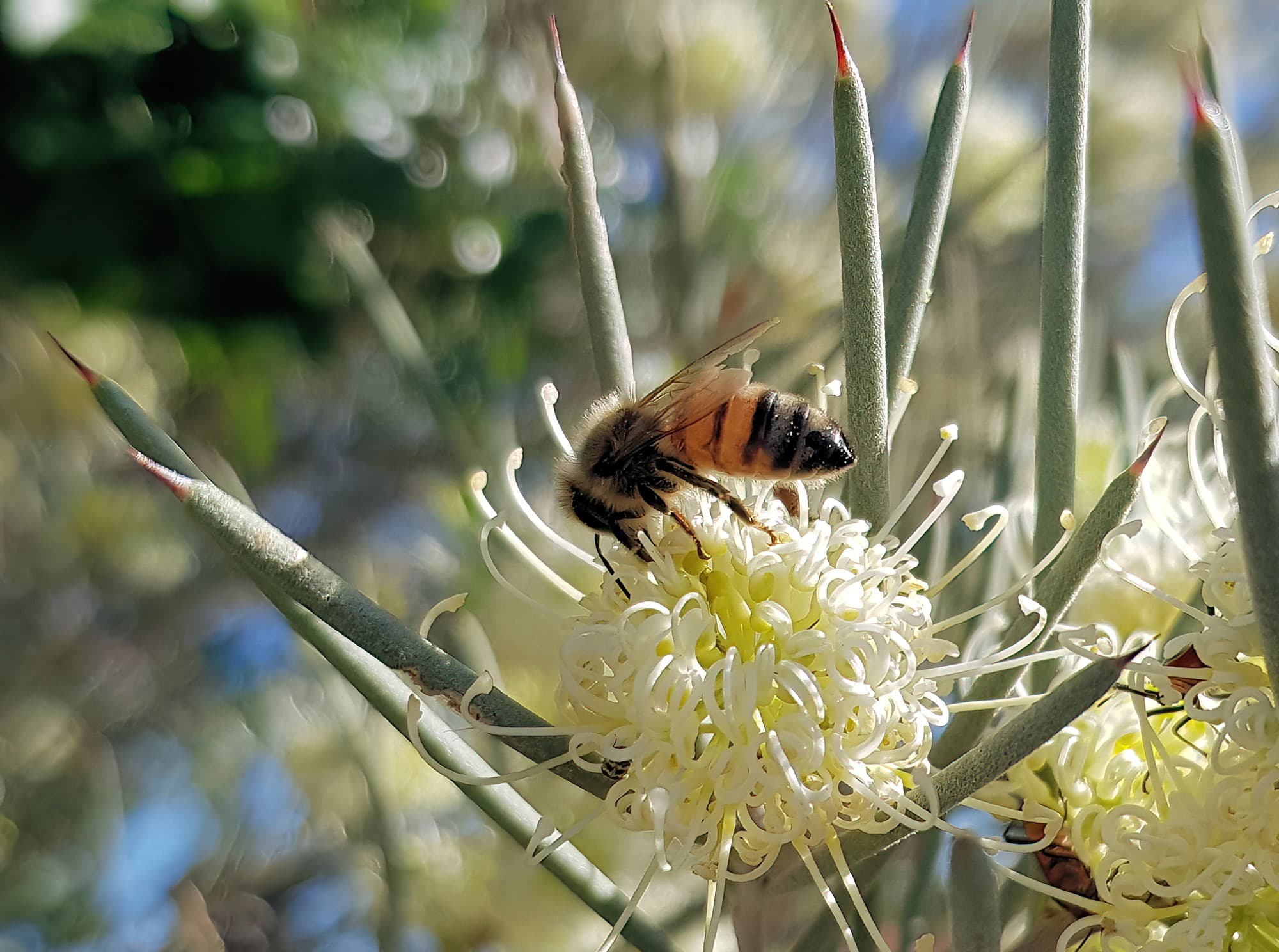 Apis mellifera on Hakea leucoptera – Ausemade