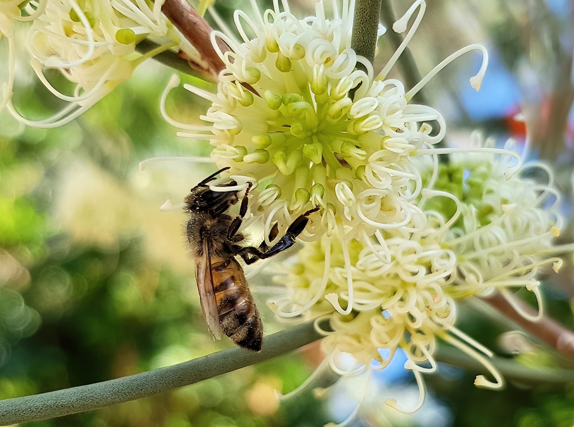 Apis mellifera — Captured flora moments – Ausemade