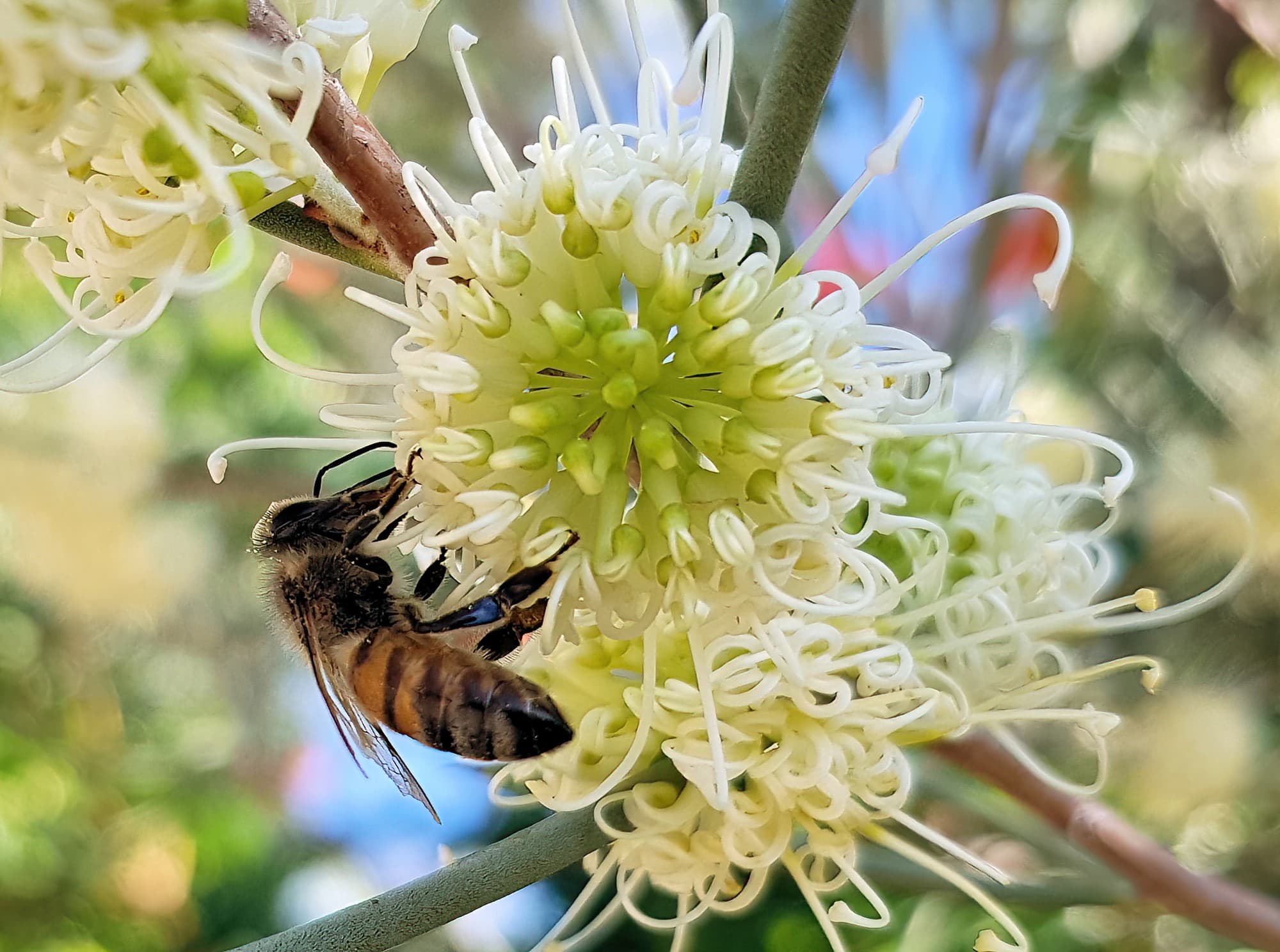 Apis mellifera on Hakea leucoptera – Ausemade