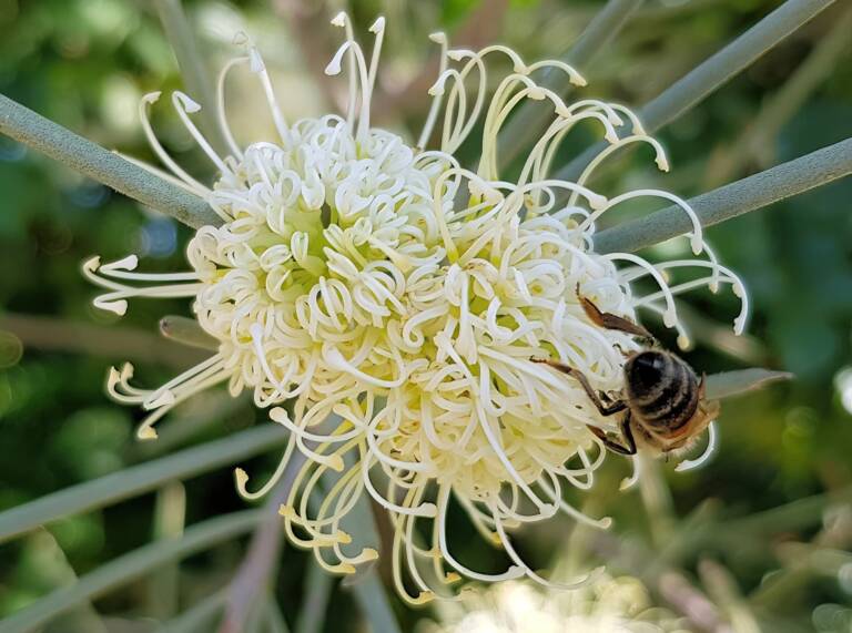 Apis mellifera on Hakea leucoptera – Ausemade
