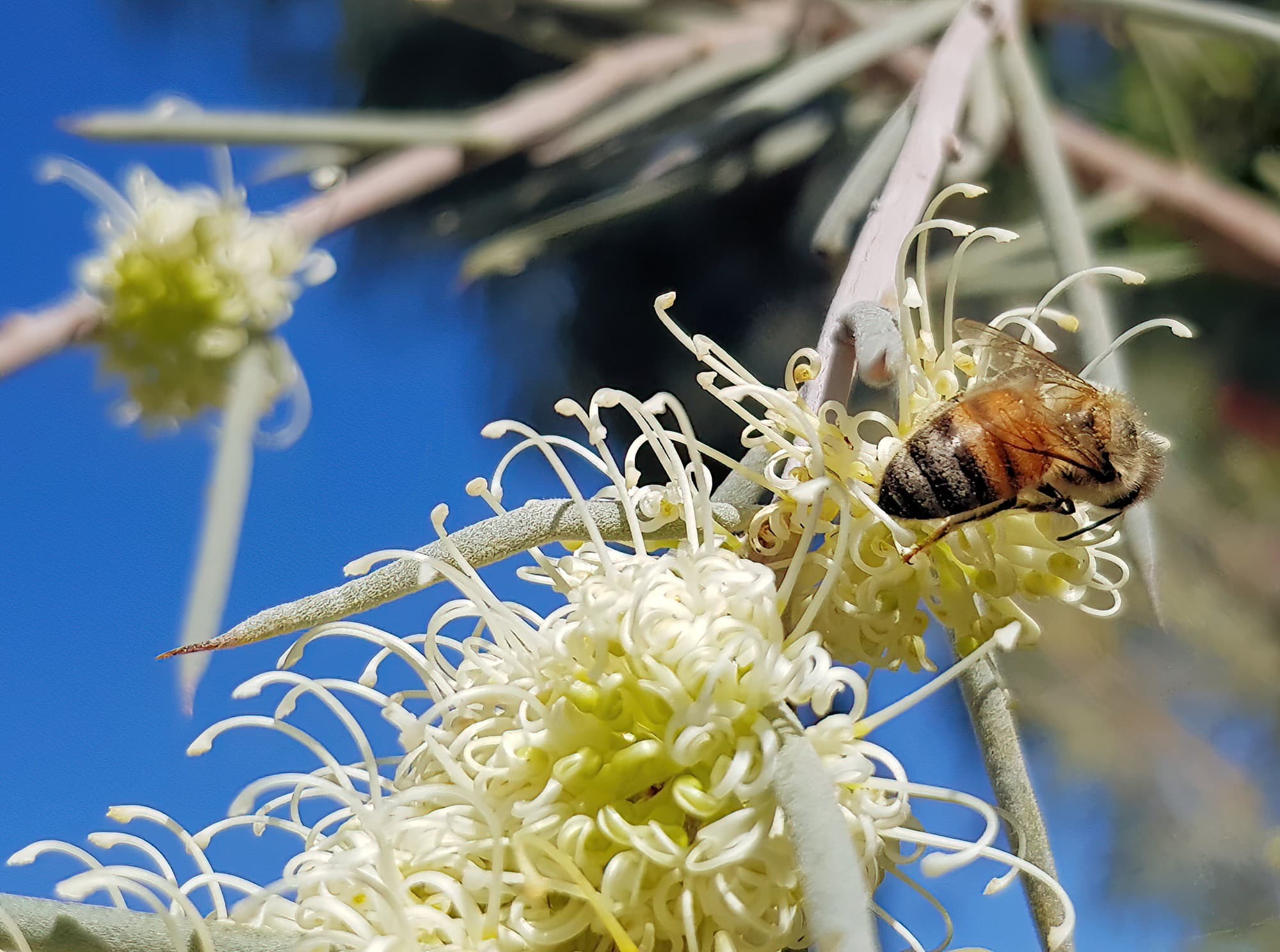 Apis mellifera on Hakea leucoptera – Ausemade
