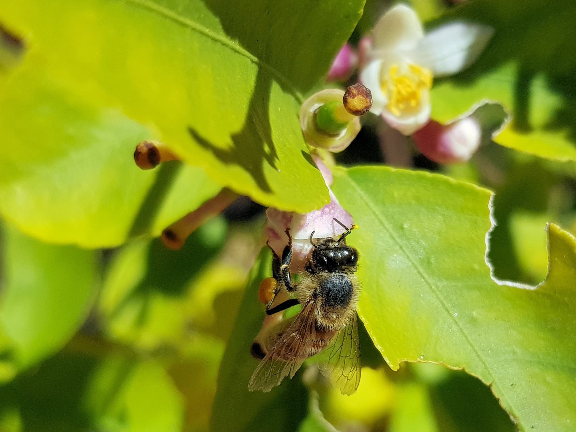 Apis mellifera on Citrus – Ausemade