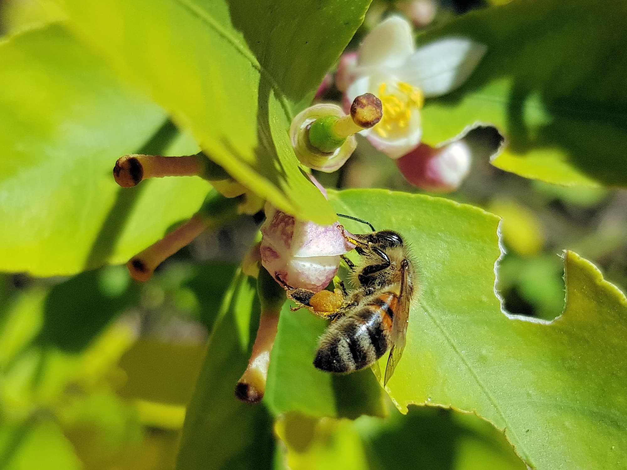 Apis mellifera on Citrus – Ausemade