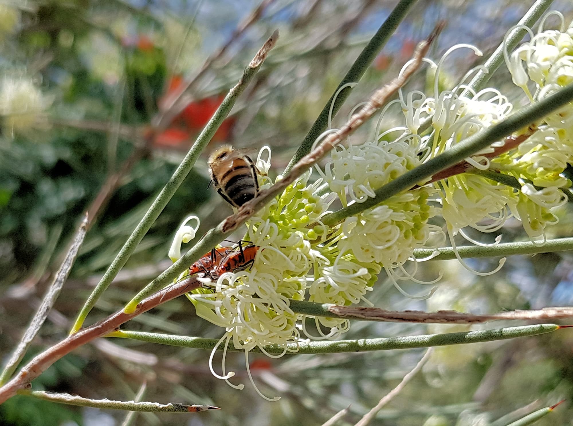 Soapberry Bugs, Leptocoris sp – Ausemade