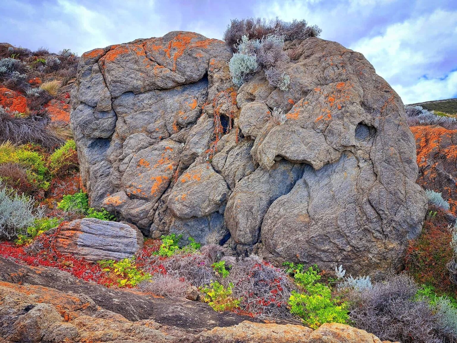 Apium prostratum subsp. prostratum var filiforme – Ausemade