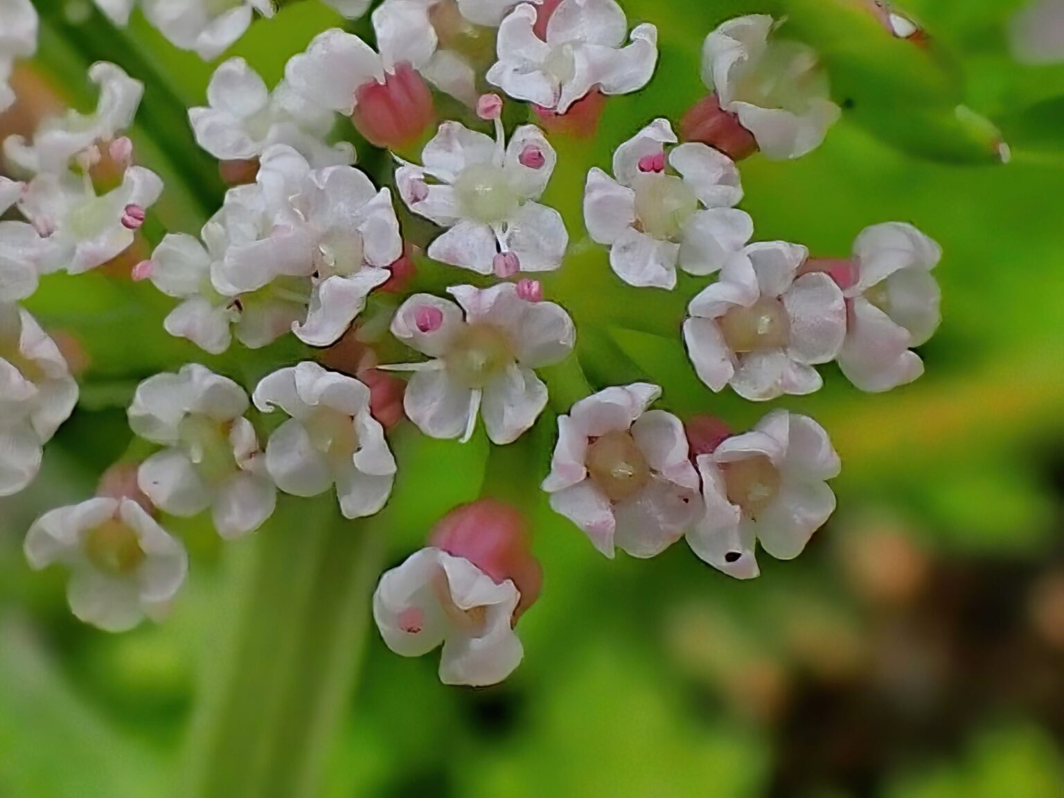 Apium prostratum subsp. prostratum var filiforme – Ausemade