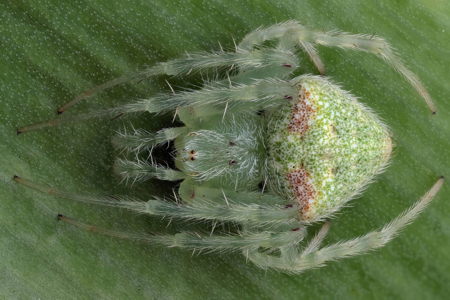 Index of Spider Images – Ausemade