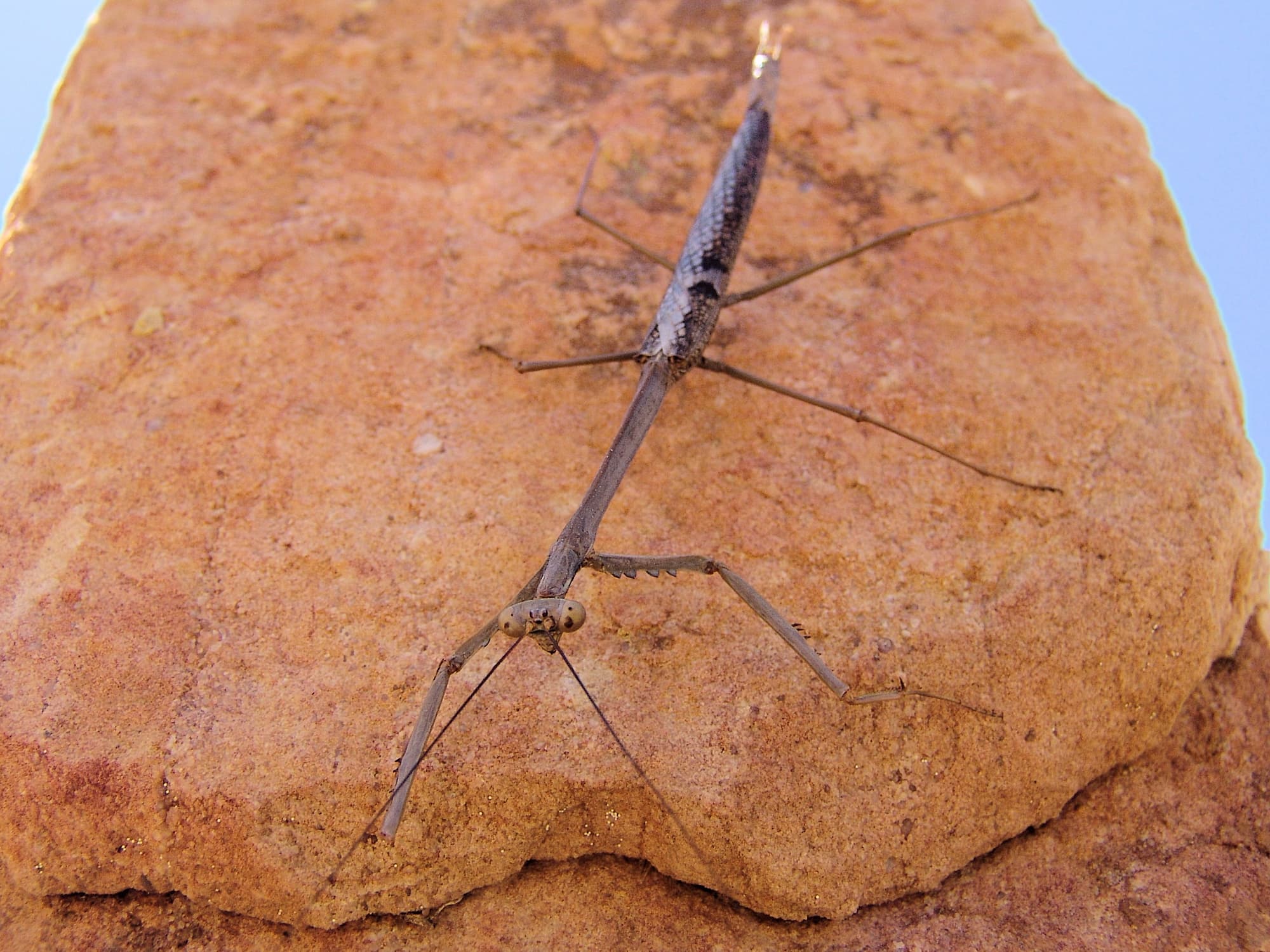 Archimantis quinquelobata (Five-spined Stick Mantis) – Ausemade