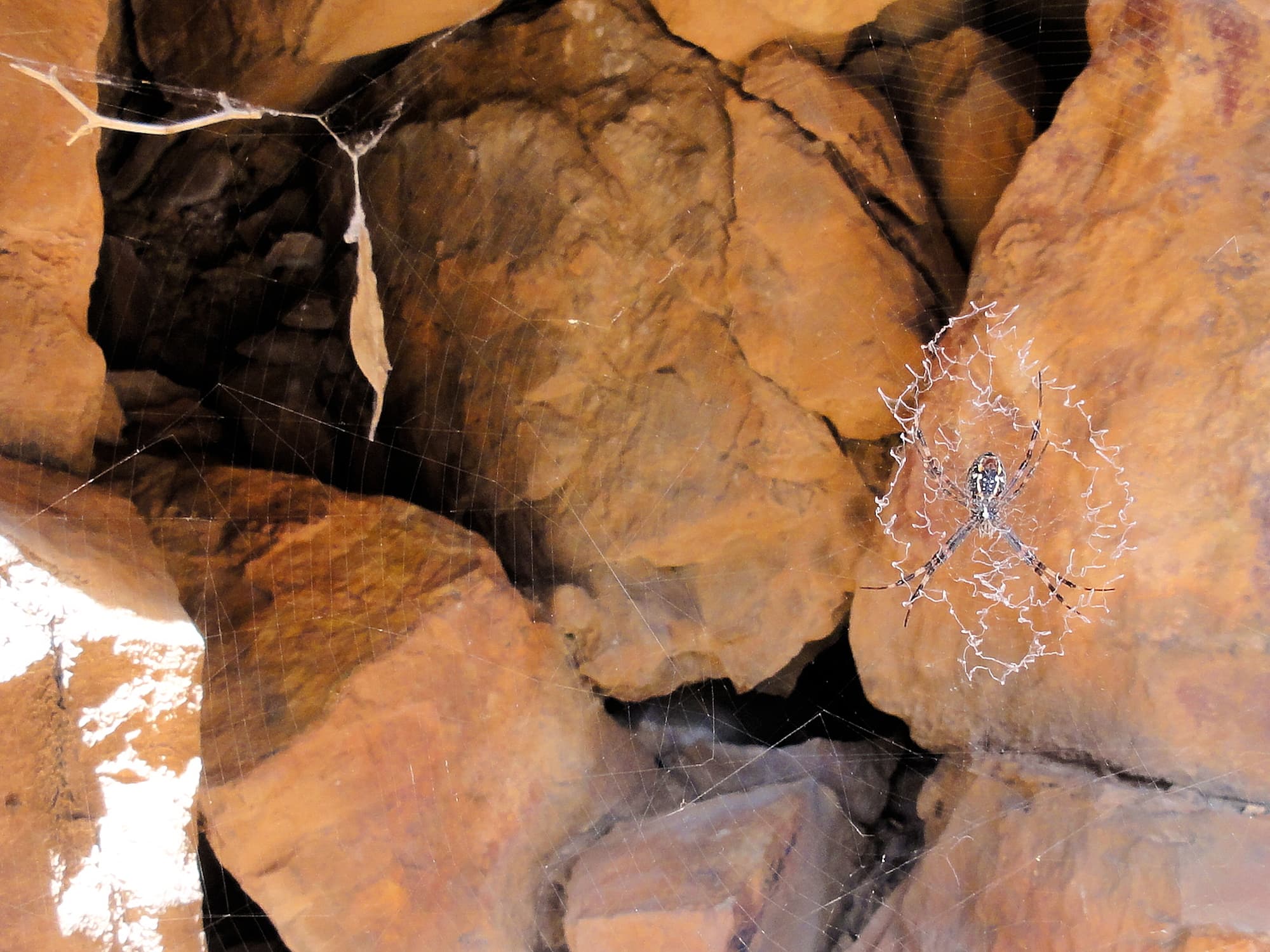 Argiope dietrichae – Ausemade