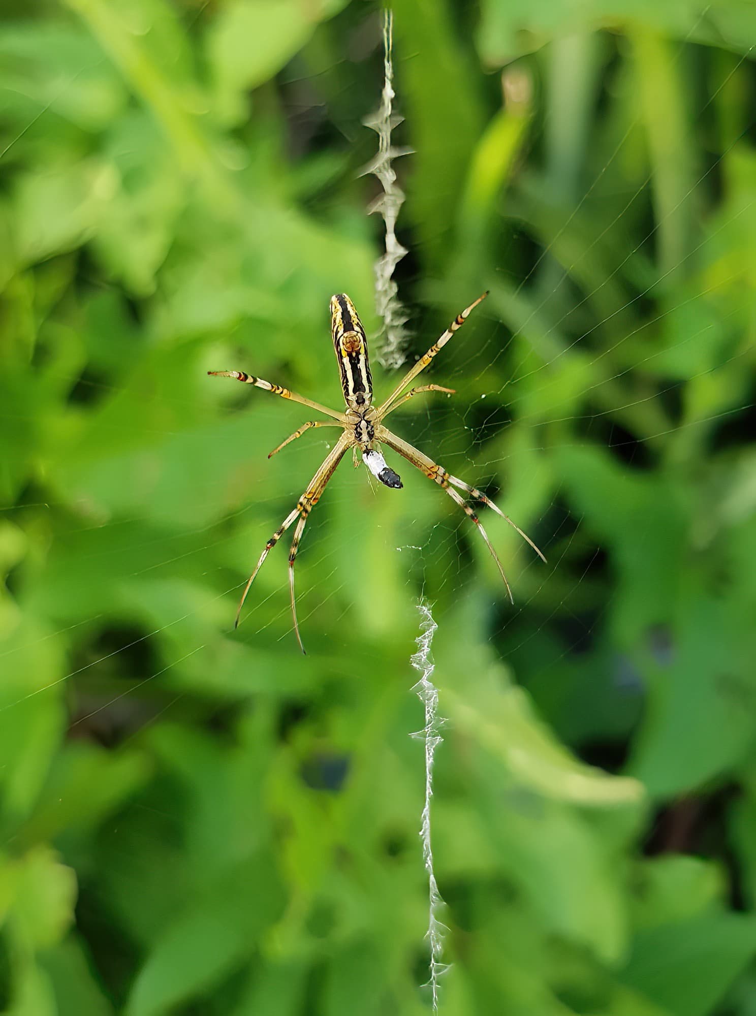 Long-tailed St. Andrew’s Cross Spider (Argiope protensa) – Ausemade