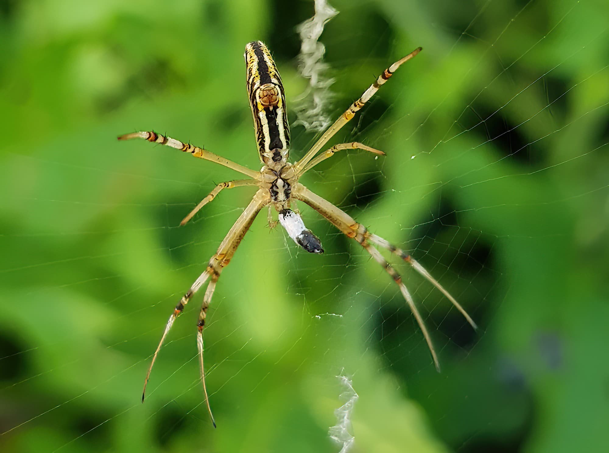 Long-tailed St. Andrew’s Cross Spider (Argiope protensa) – Ausemade