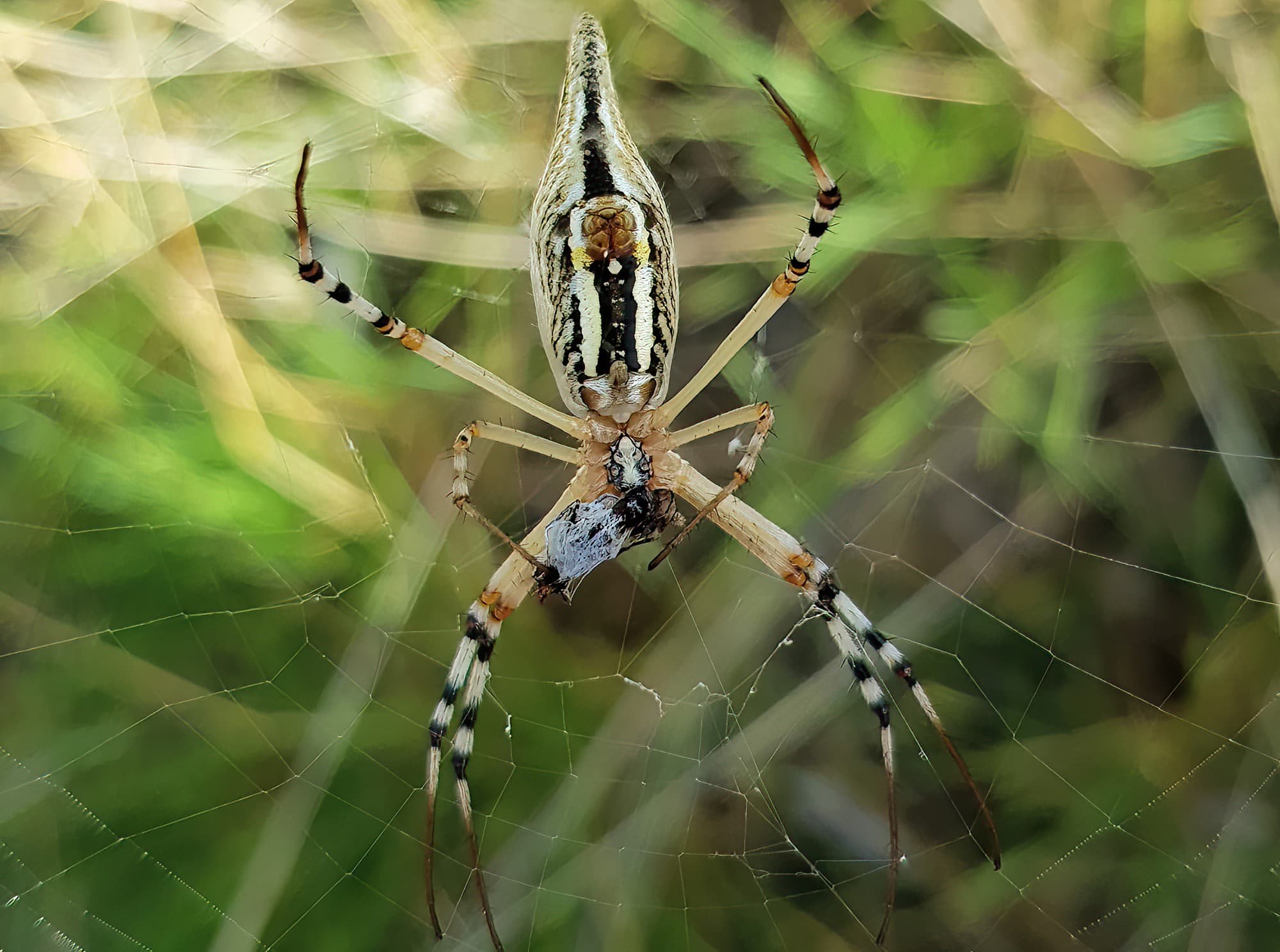Longtailed Orb-weaving Spider with Prey – Ausemade