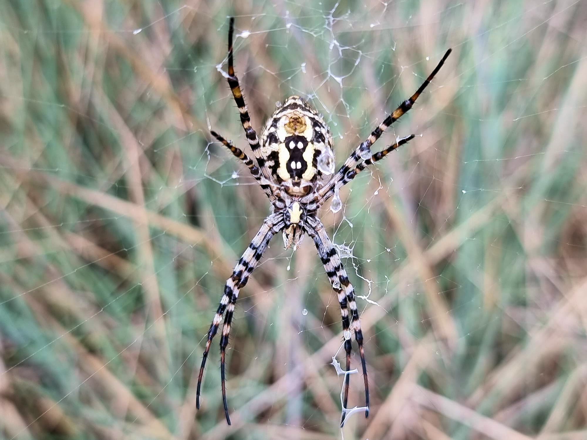 Alice Springs Spiders – Ausemade