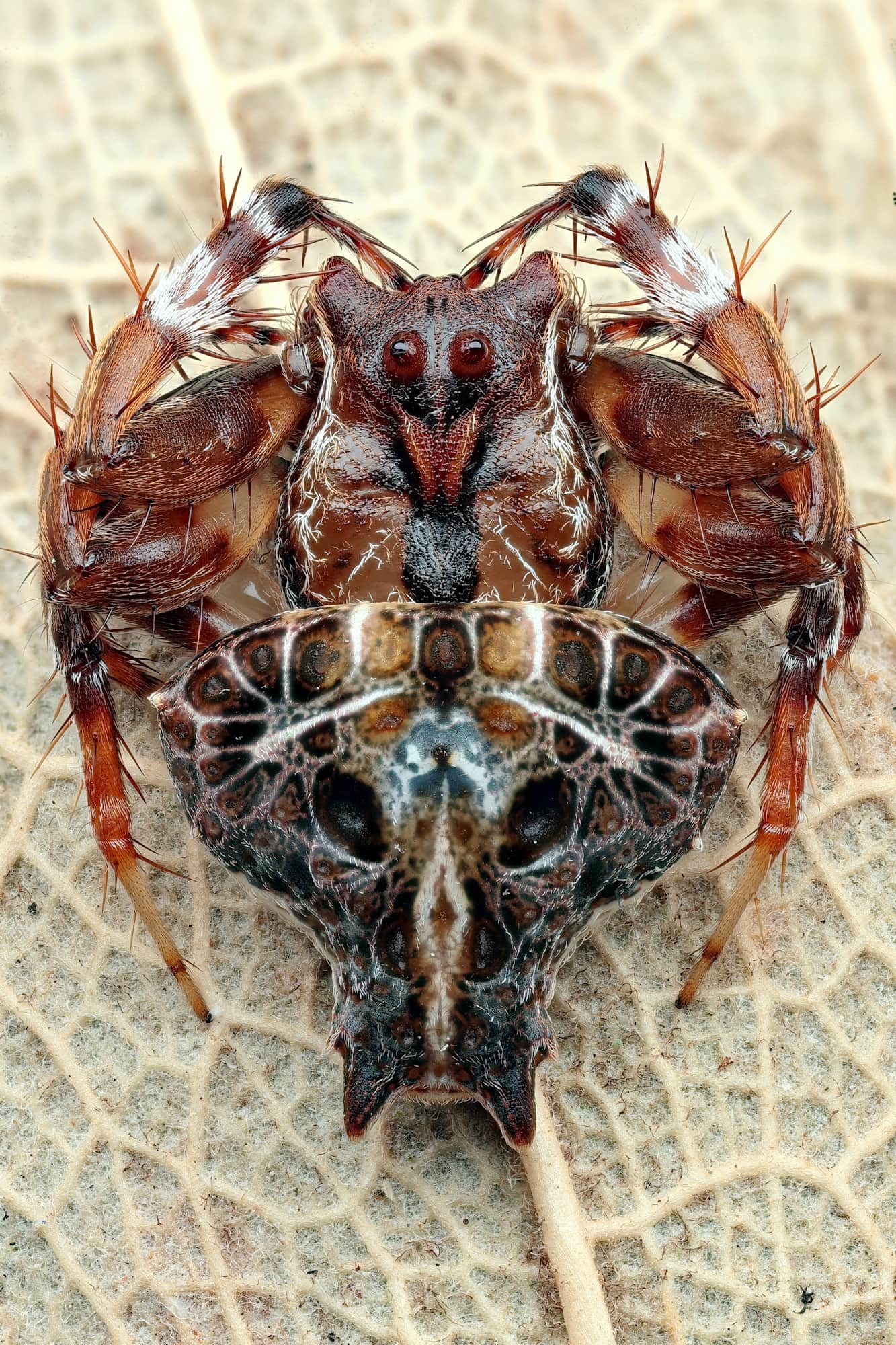 Arkys alatus (Winged Arkys) – Ausemade