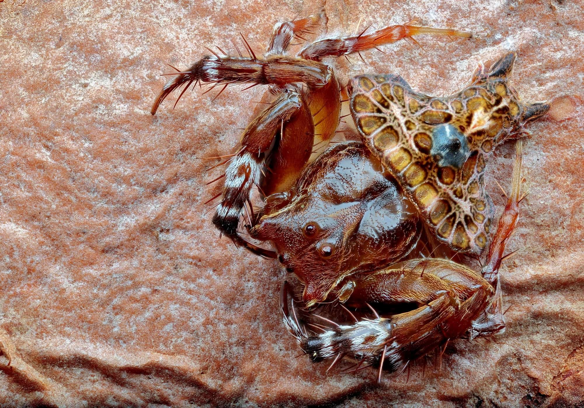 Arkys alatus (Winged Arkys) – Ausemade