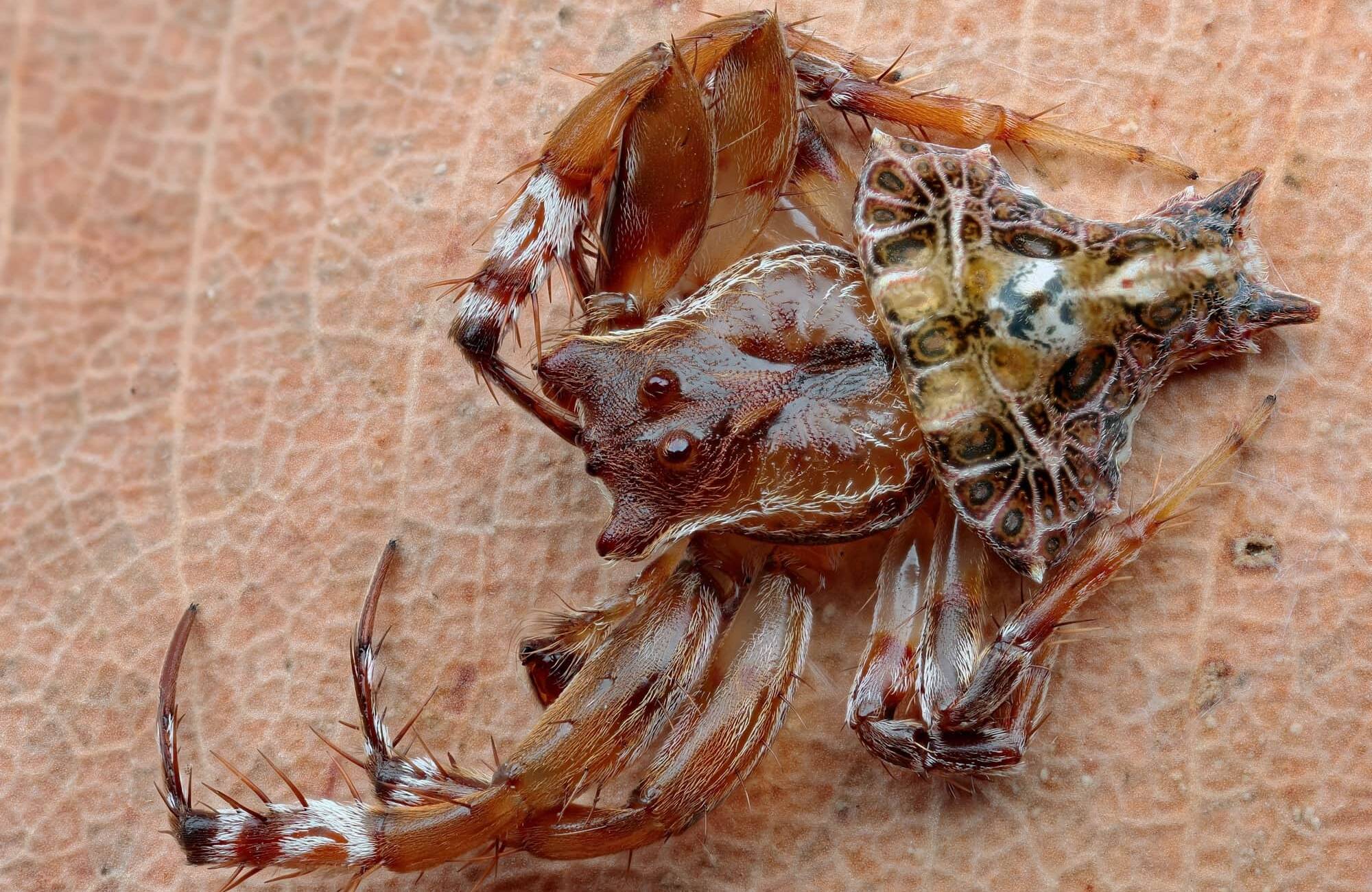 Arkys alatus (Winged Arkys) – Ausemade