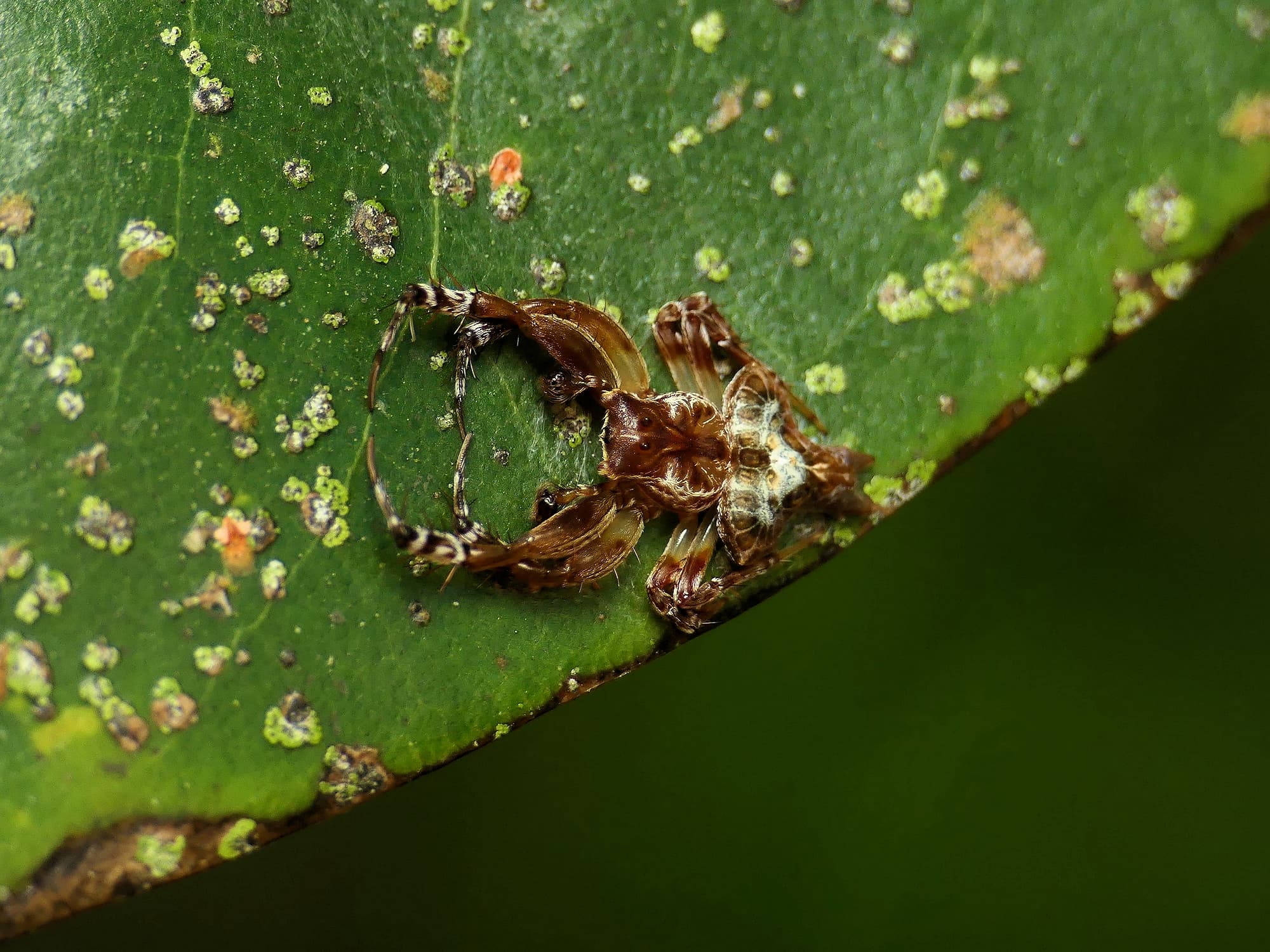 Arkys alatus (Winged Arkys) – Ausemade