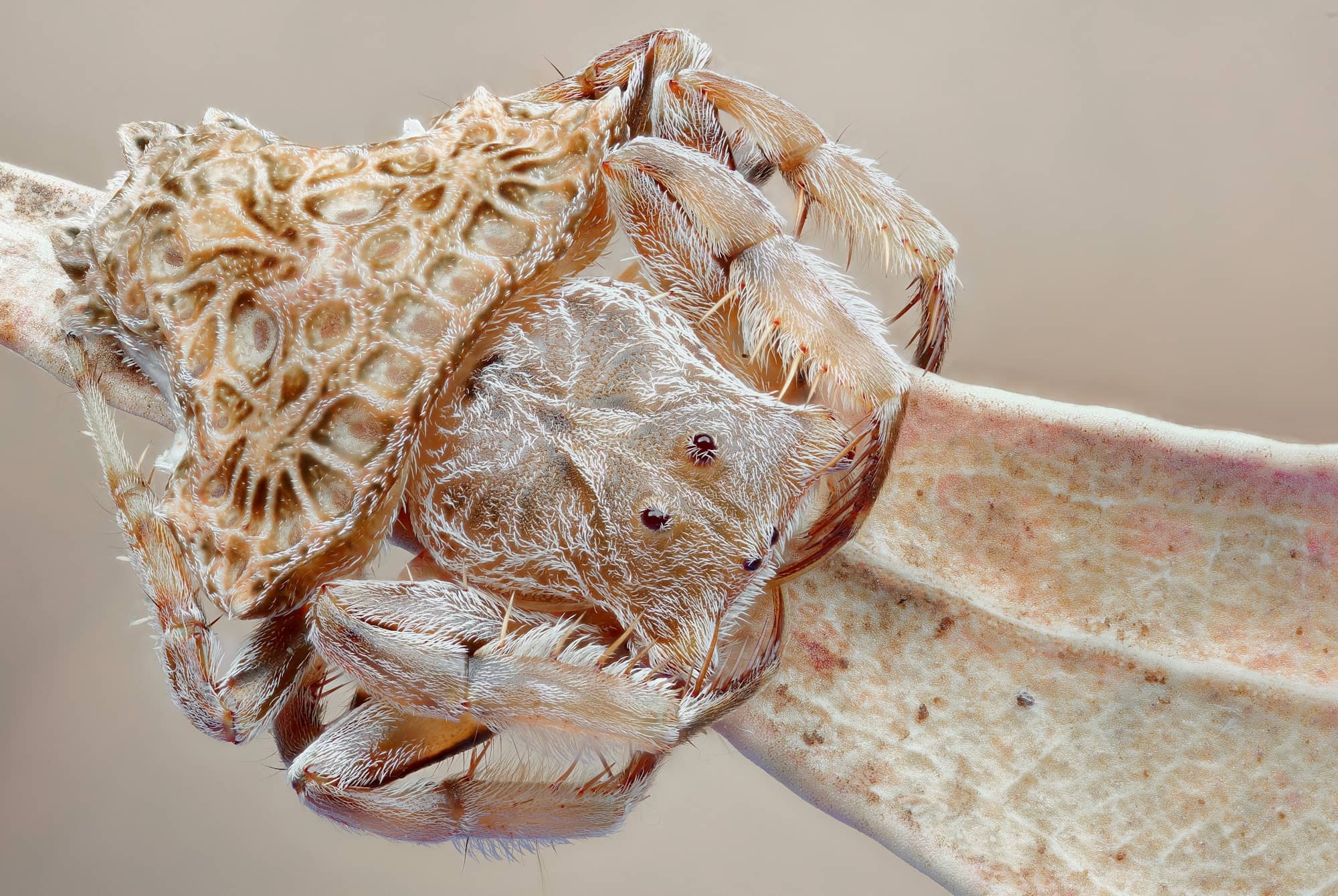 Arkys alatus (Winged Arkys) – Ausemade