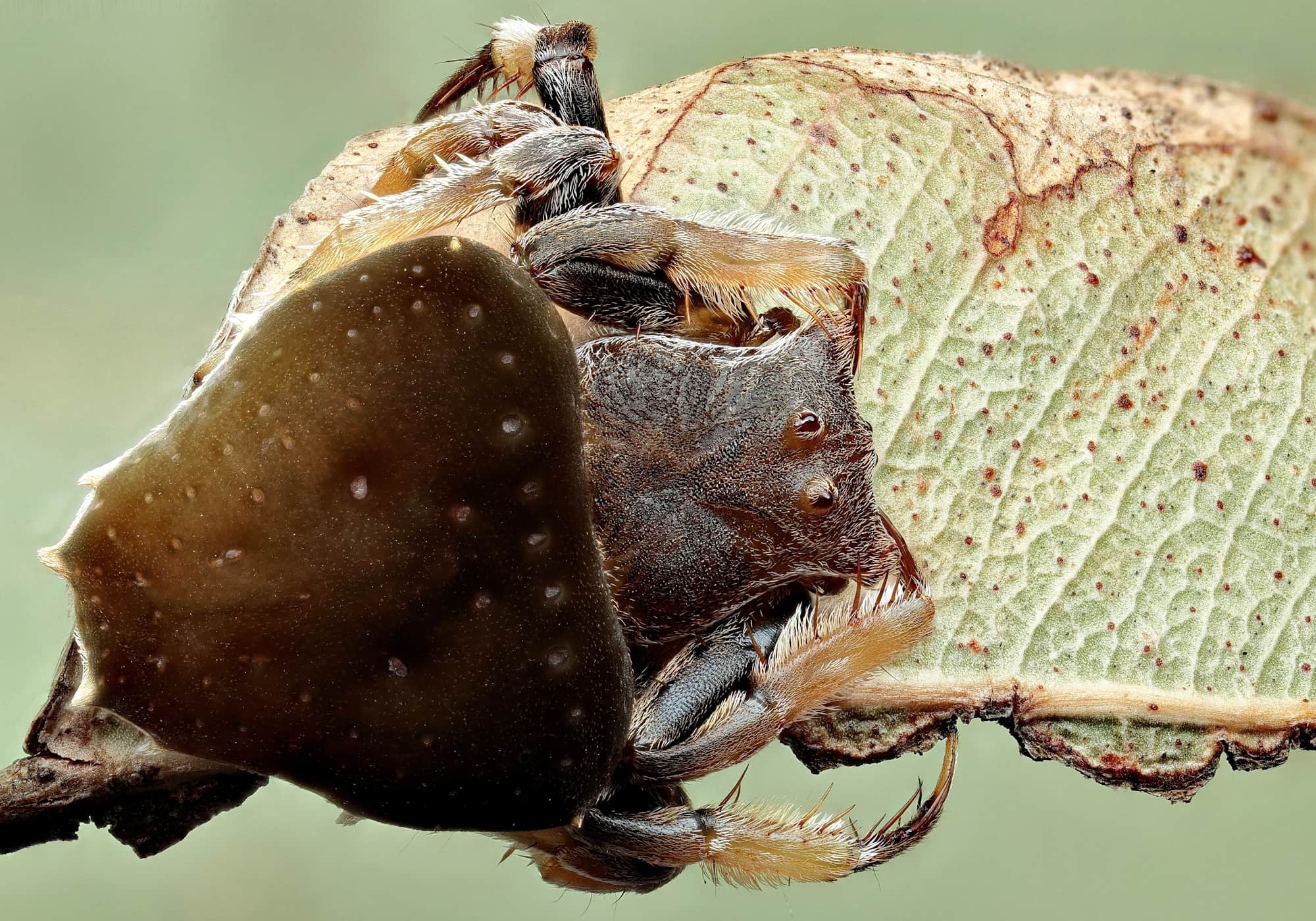 Arkys alatus (Winged Arkys) – Ausemade