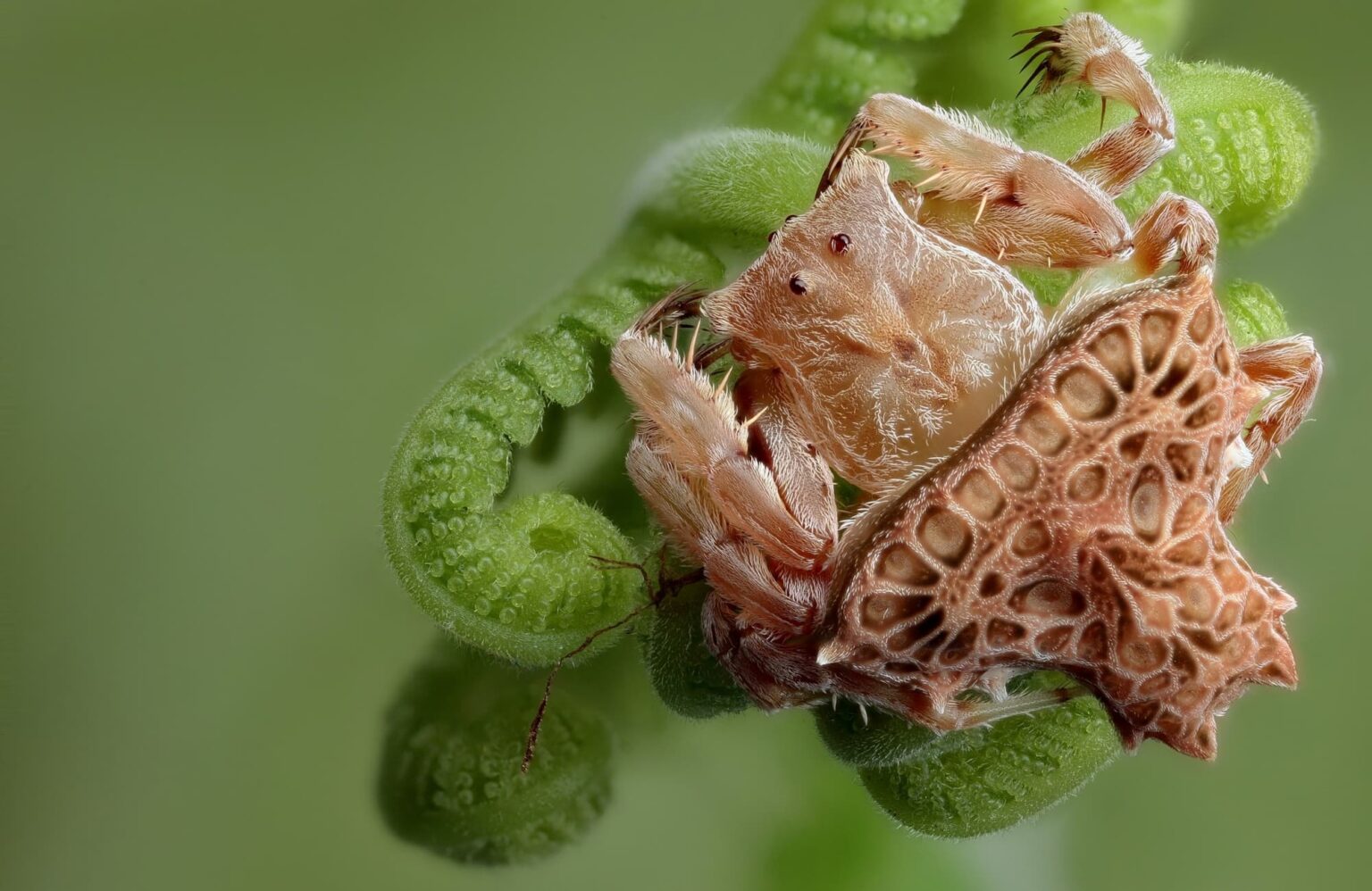 The beauty and the… – Ausemade