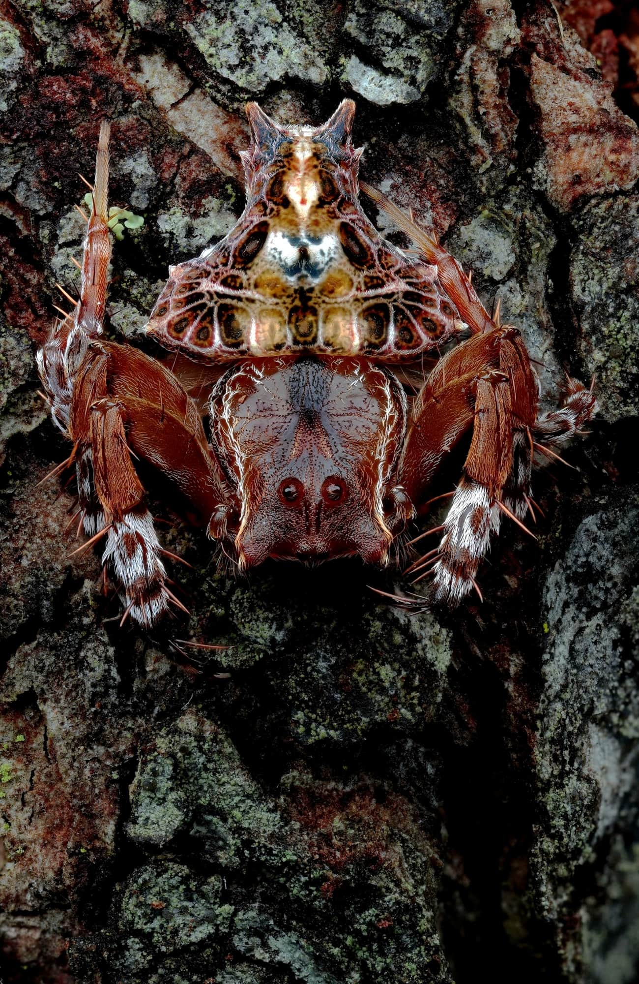 Arkys alatus (Winged Arkys) – Ausemade