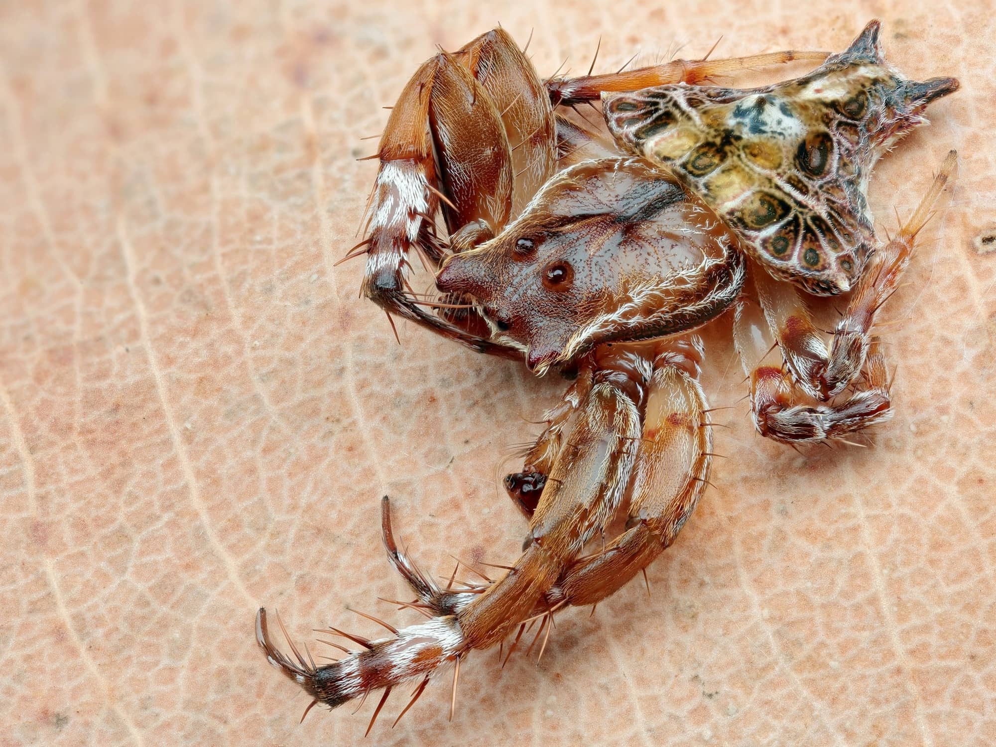 Arkys alatus (Winged Arkys) – Ausemade