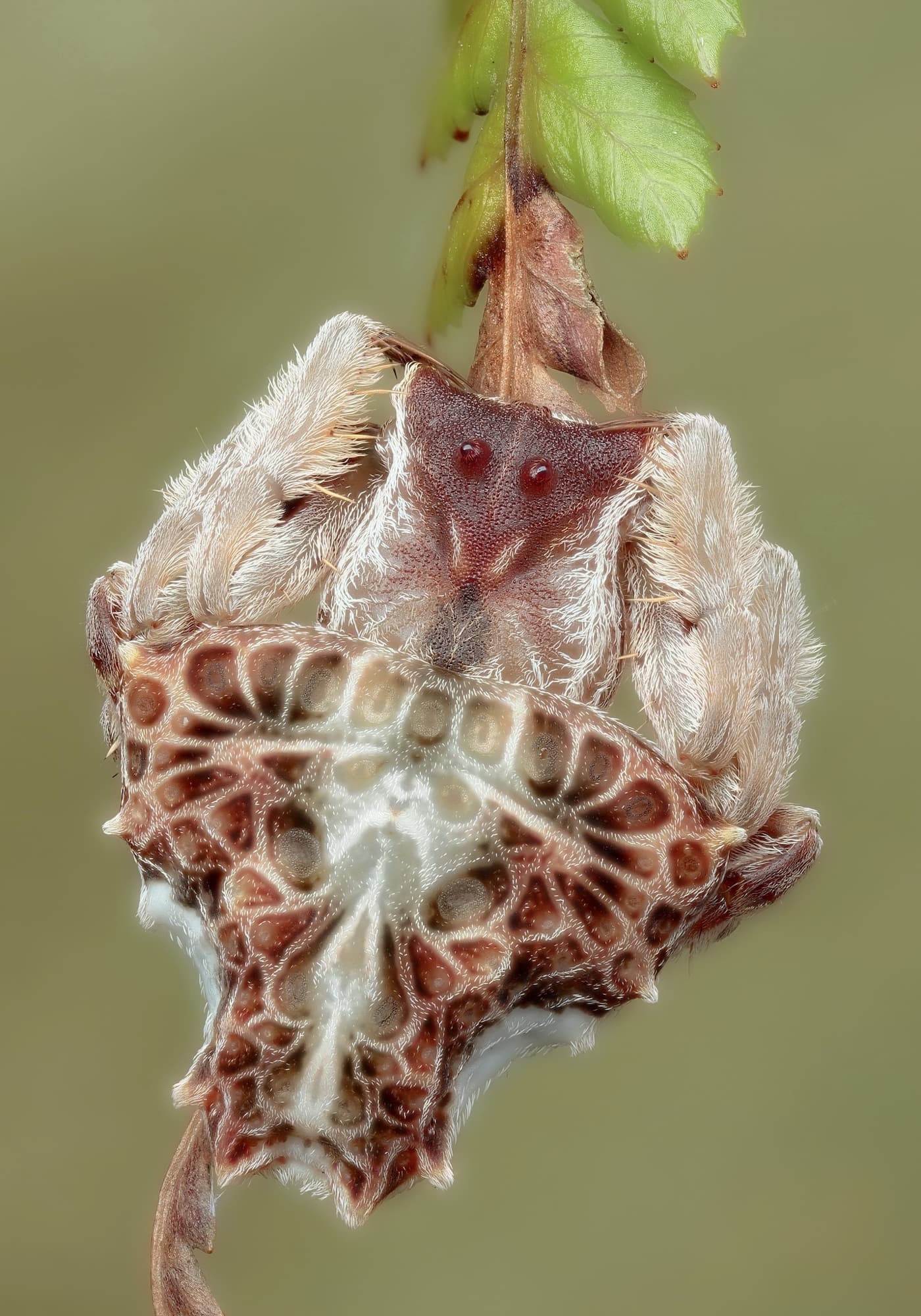 The beauty and the… – Ausemade