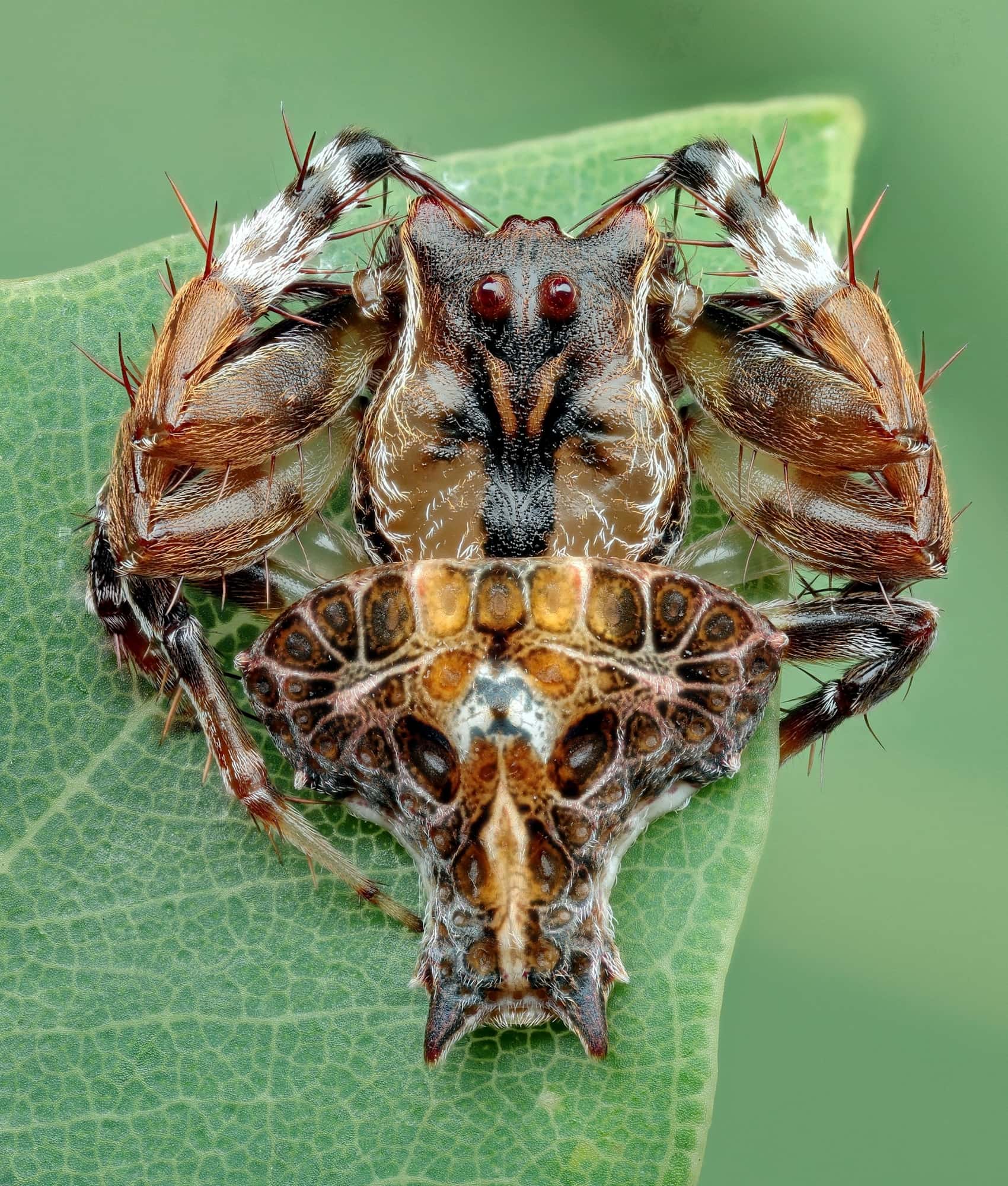 Spiders in Australia – Ausemade