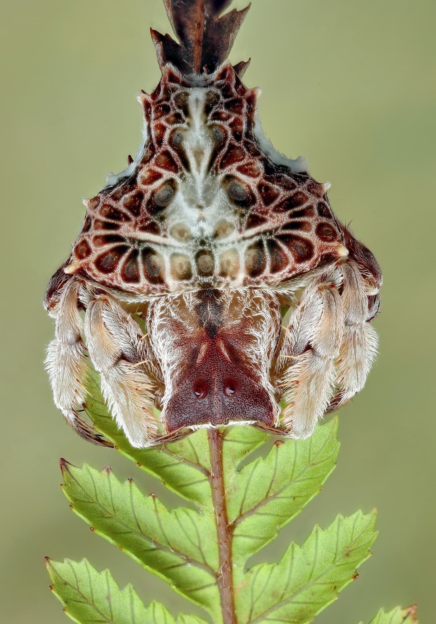 The beauty and the… – Ausemade