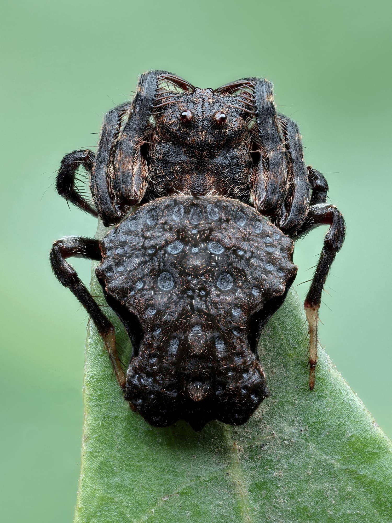 Arkys alticephala (High-headed Arkys) – Ausemade