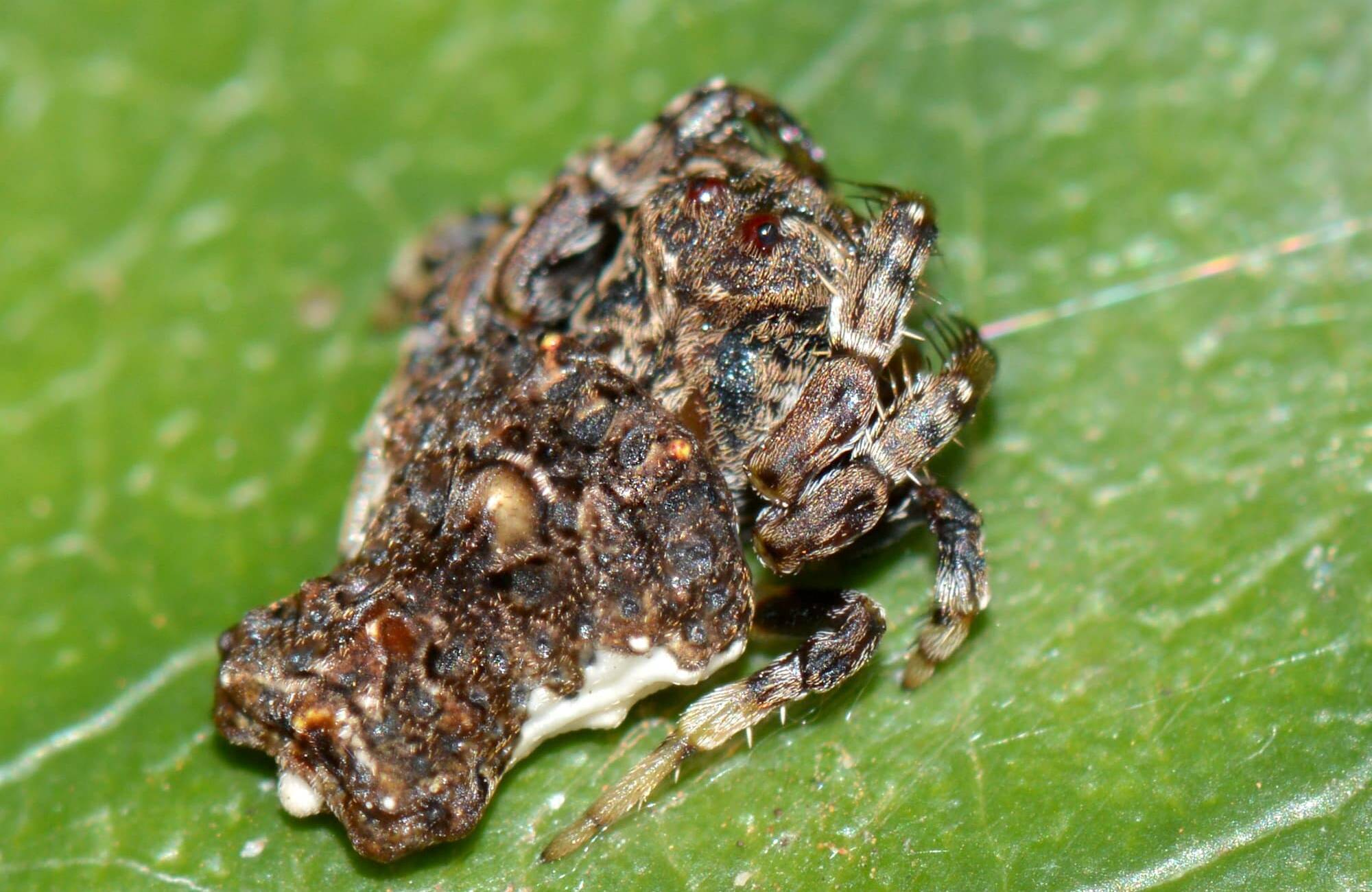 Arkys alticephala (High-headed Arkys) – Ausemade