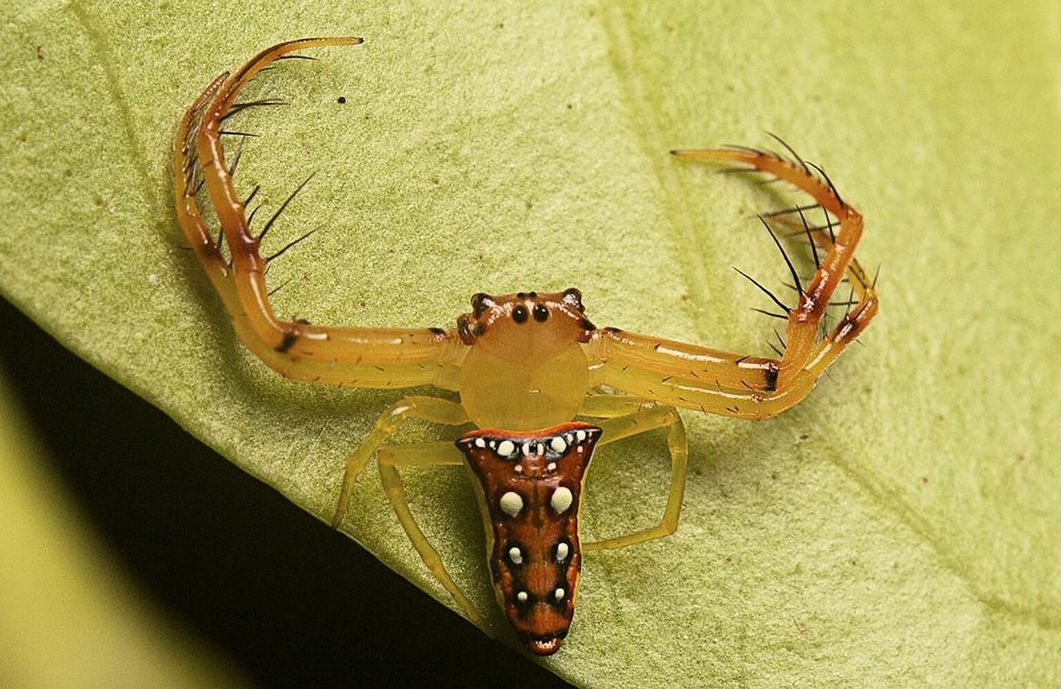 Arkys bulburinensis – Ausemade