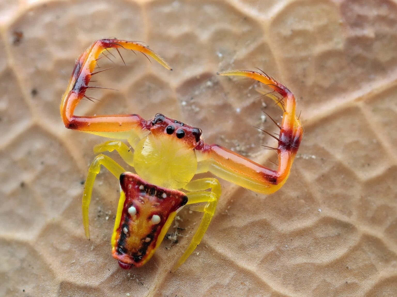 Arkys bulburinensis – Ausemade