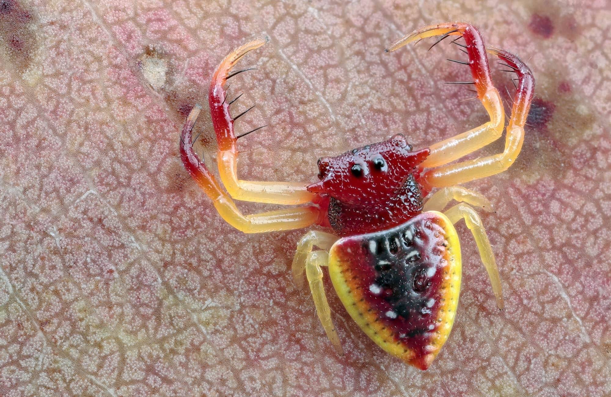 Arkys cornutus (Horned Triangular Spider) – Ausemade