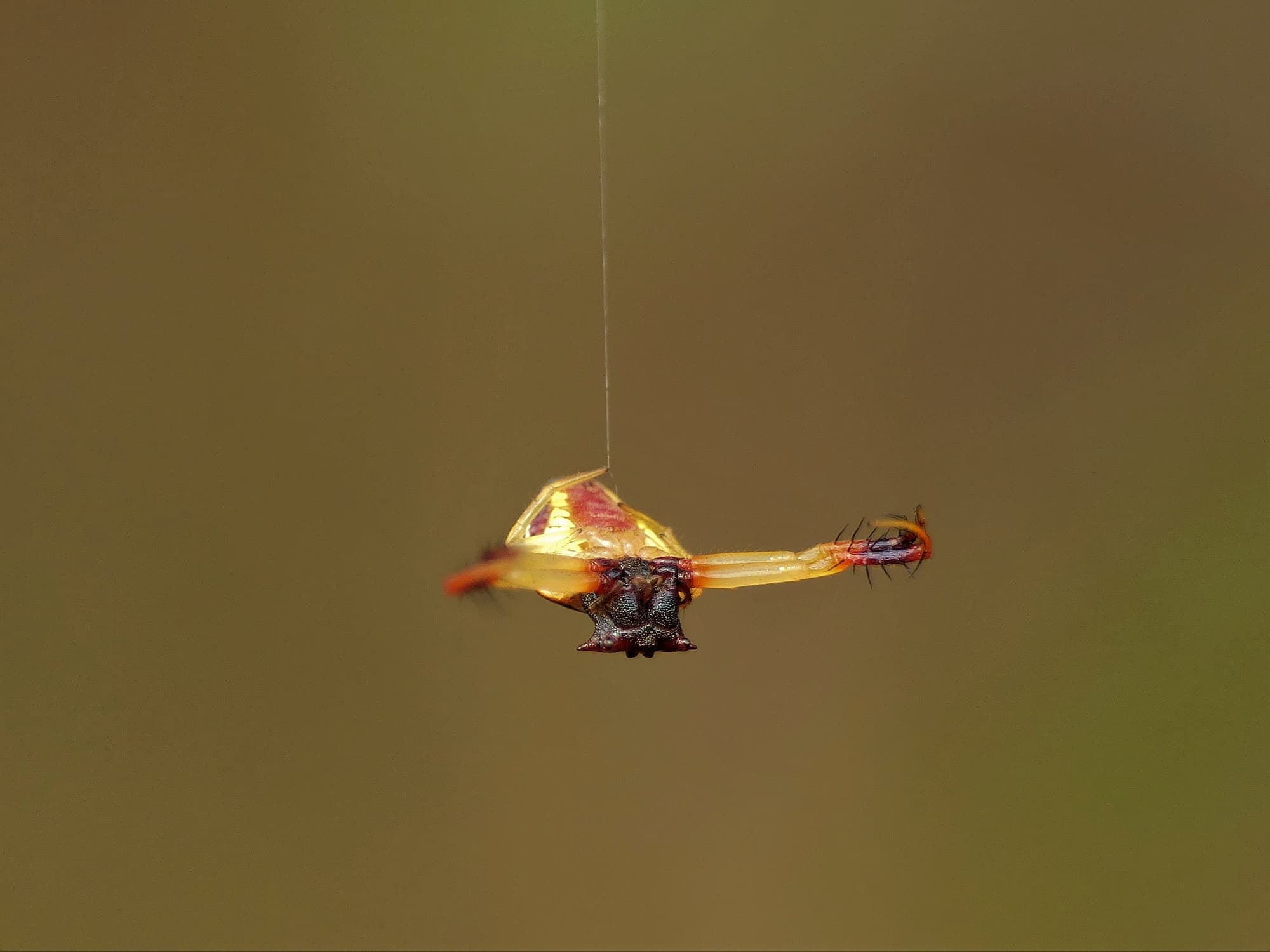 Arkys cornutus (Horned Triangular Spider) – Ausemade