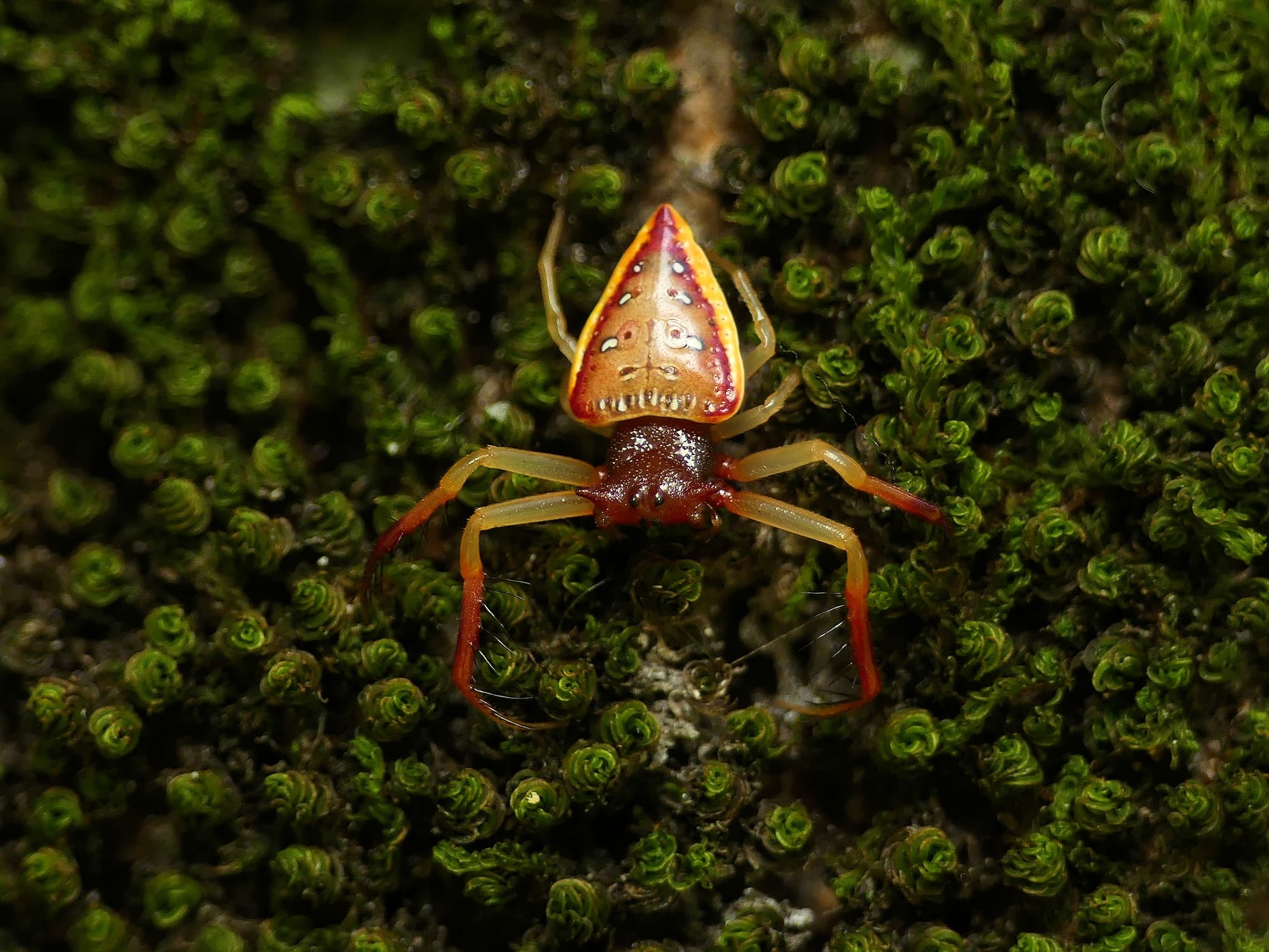 Arkys cornutus (Horned Triangular Spider) – Ausemade
