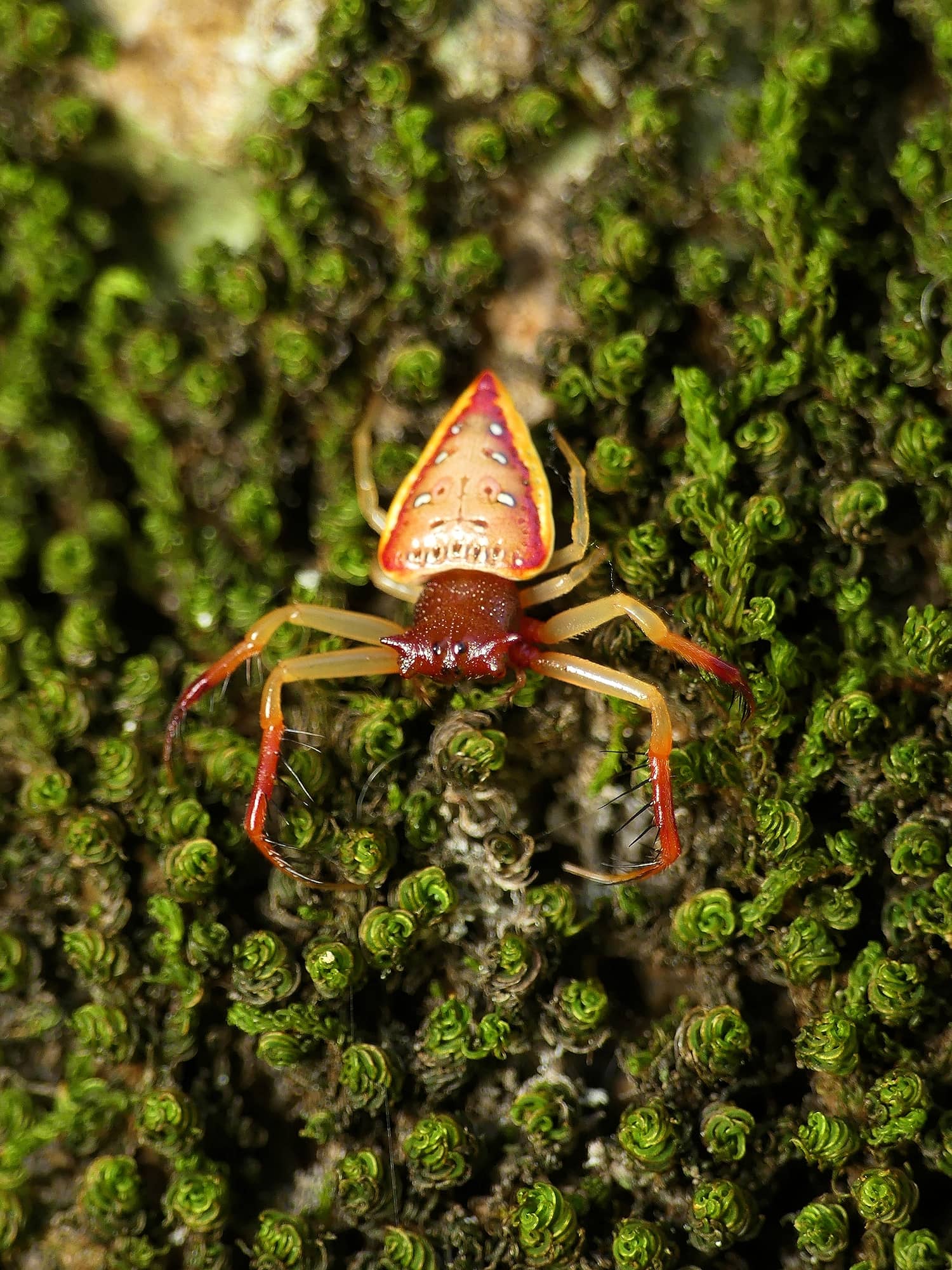 Arkys cornutus (Horned Triangular Spider) – Ausemade