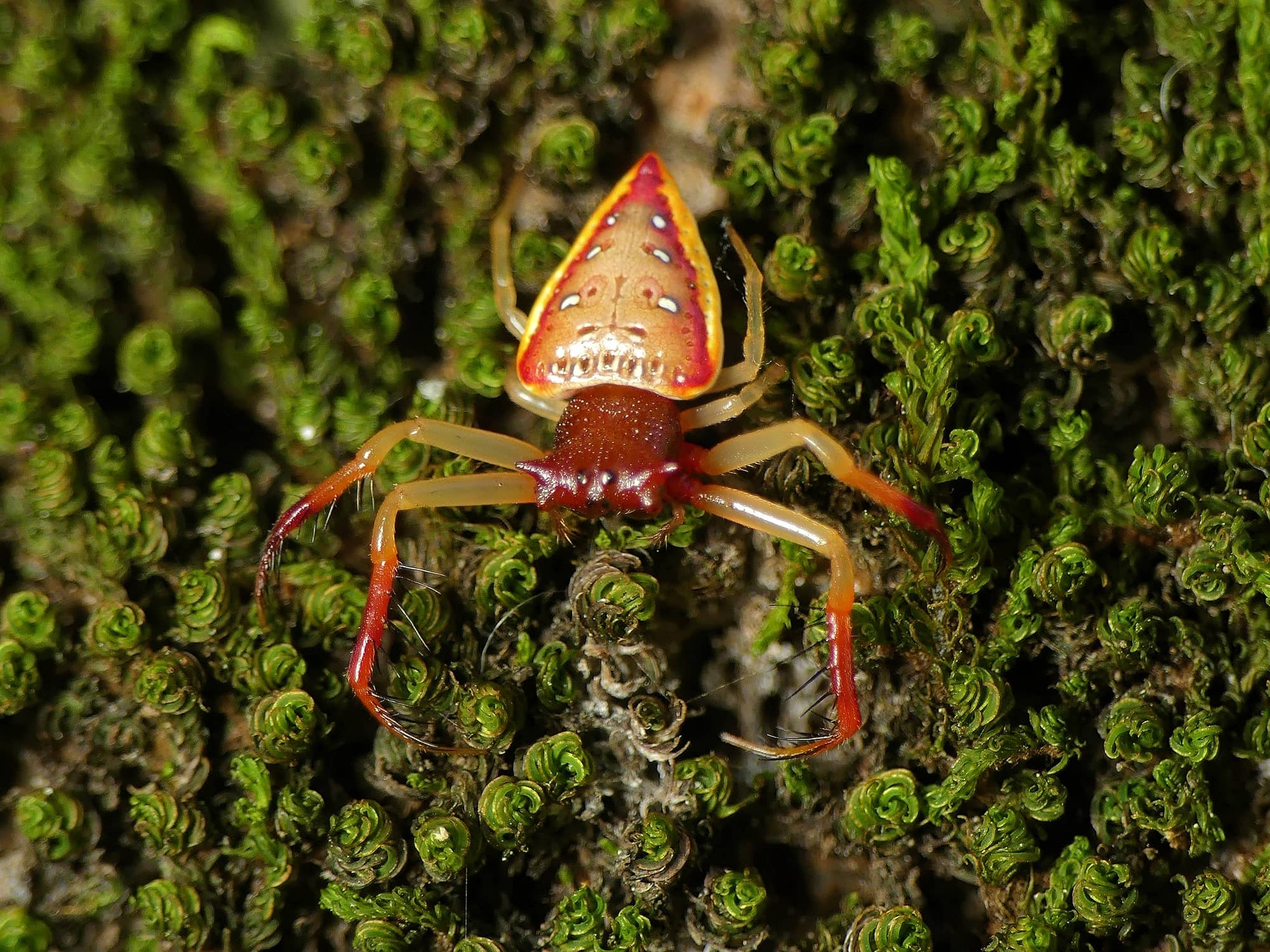 Queensland Spiders – Ausemade