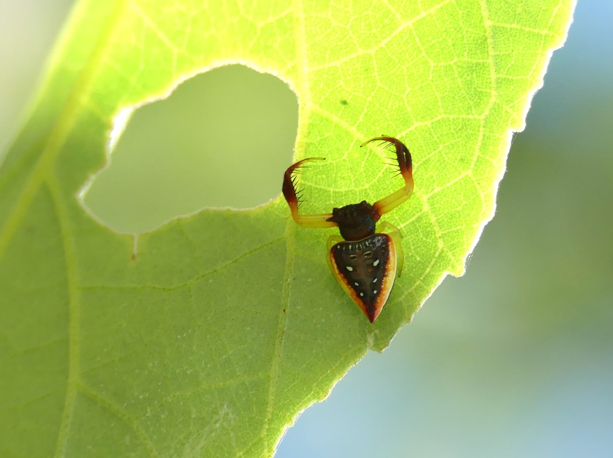 Arkys cornutus (Horned Triangular Spider) – Ausemade