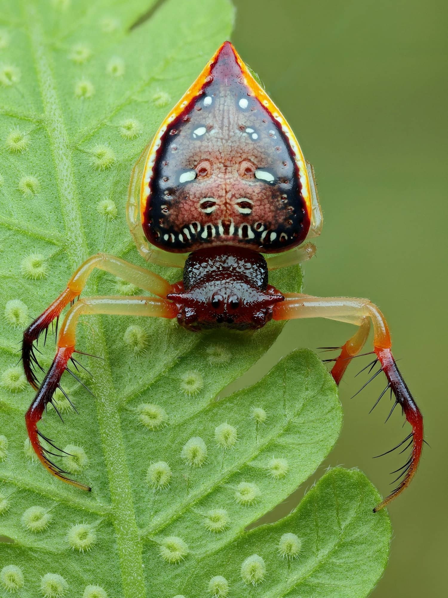 Arkys cornutus (Horned Triangular Spider) – Ausemade