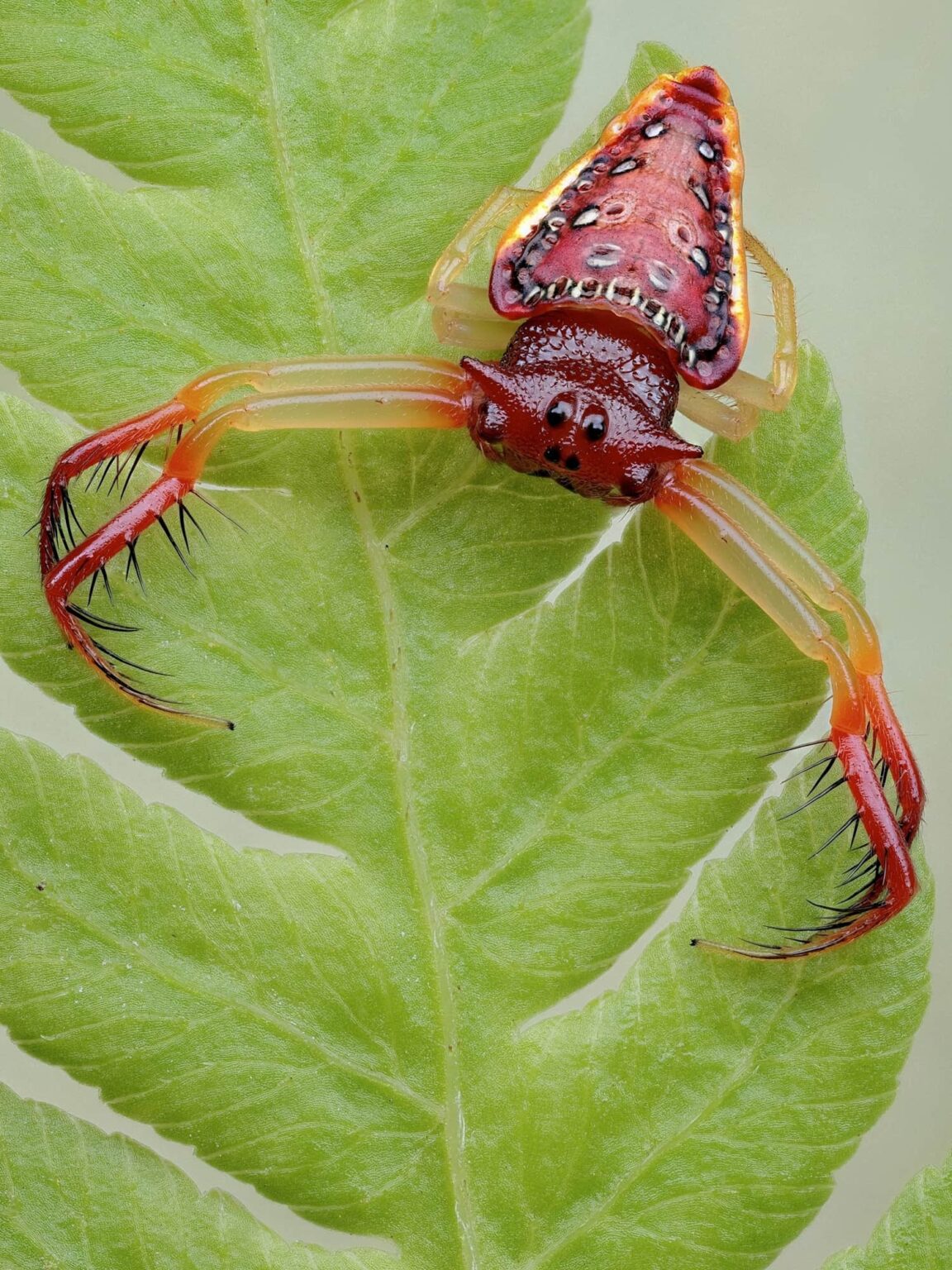 Arkys cornutus (Horned Triangular Spider) – Ausemade